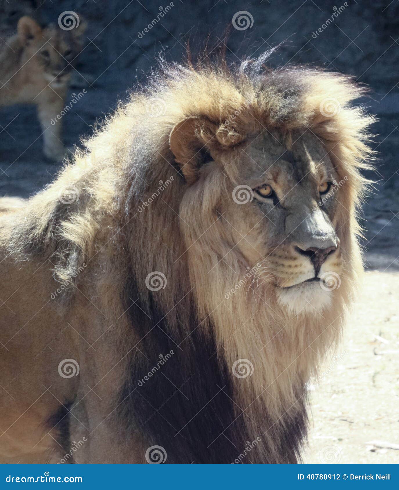 A Male Lion with a Sunlit Mane Stock Photo - Image of head, mouth: 40780912