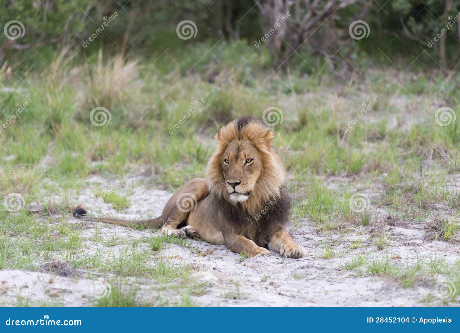 250 Lion Teamwork Photos - Free & Royalty-Free Stock Photos from Dreamstime