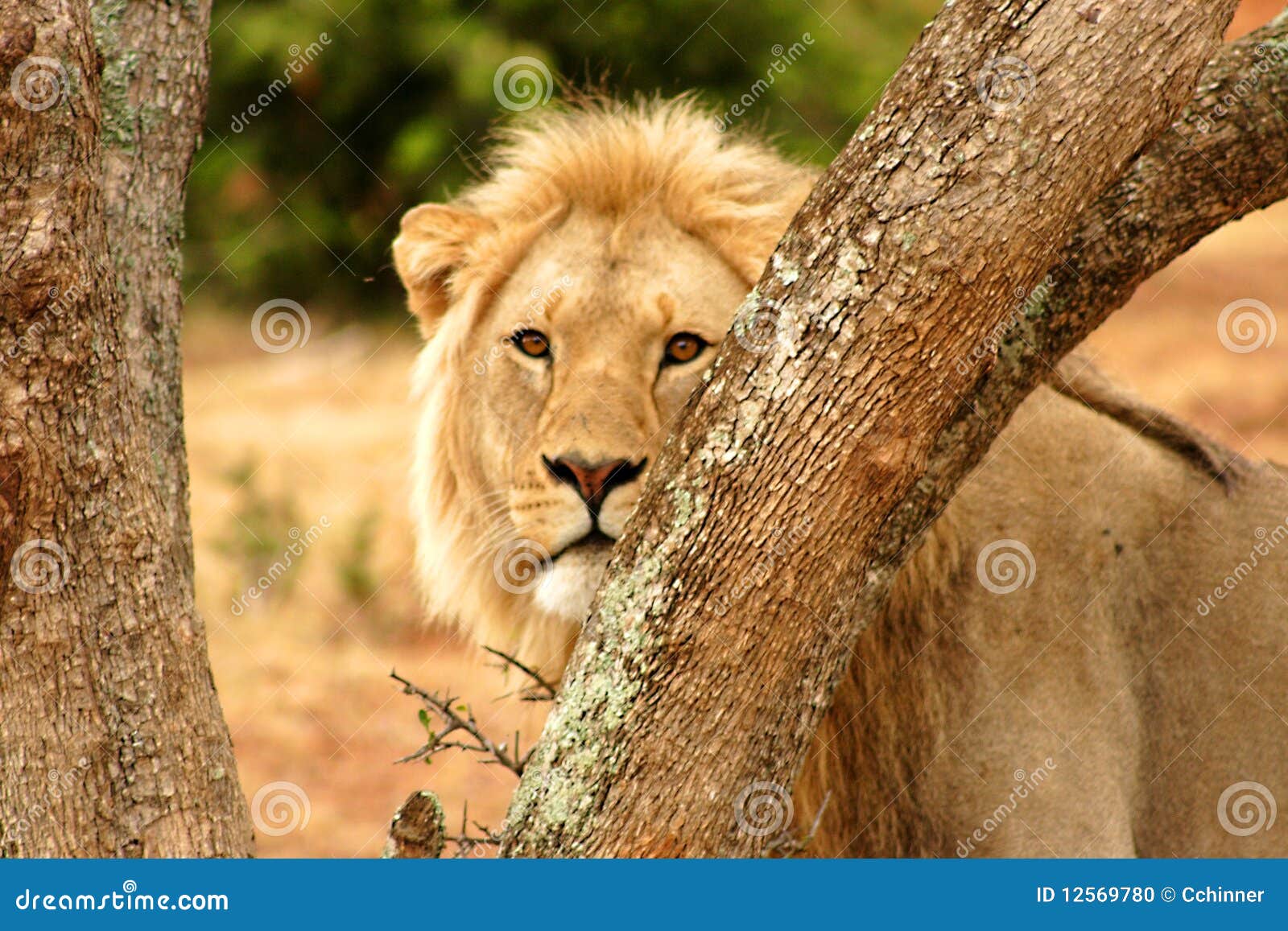 Male lion between trees stock photo. Image of powerful - 12569780