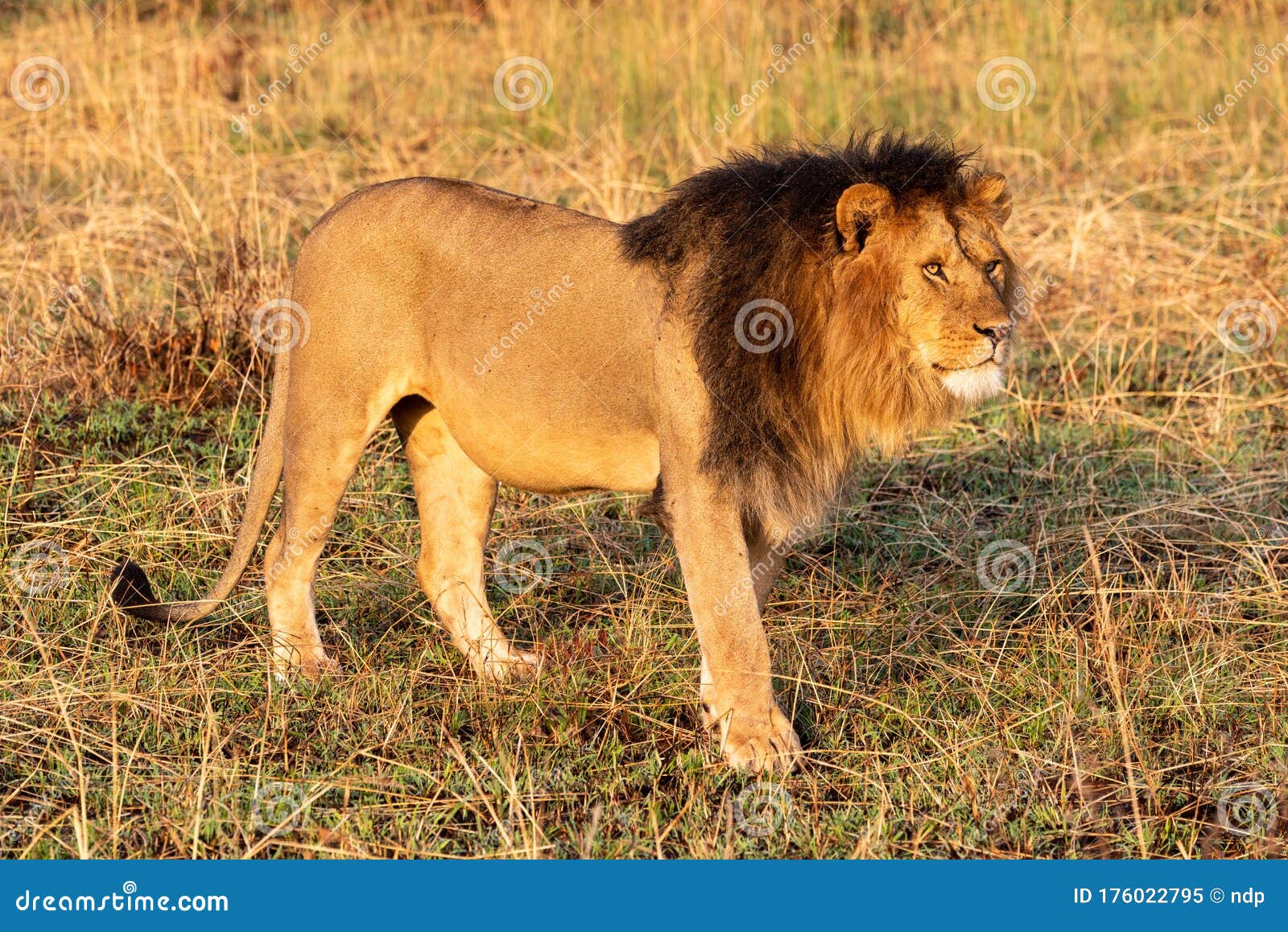 Male Lion Walks through Grass Turning Head Stock Image - Image of ...