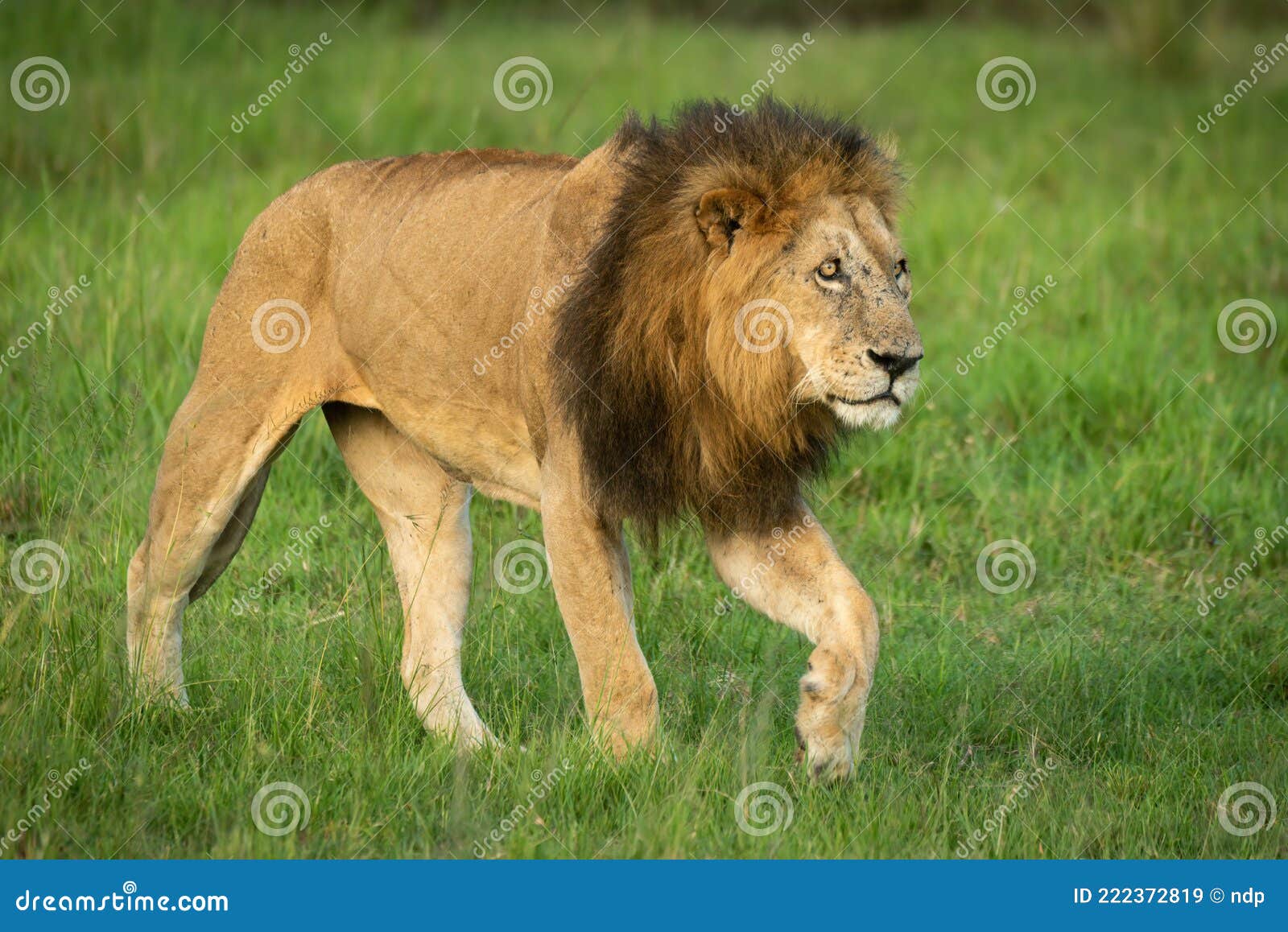Male Lion Walks Over Grass Lifting Paw Stock Image - Image of africa ...