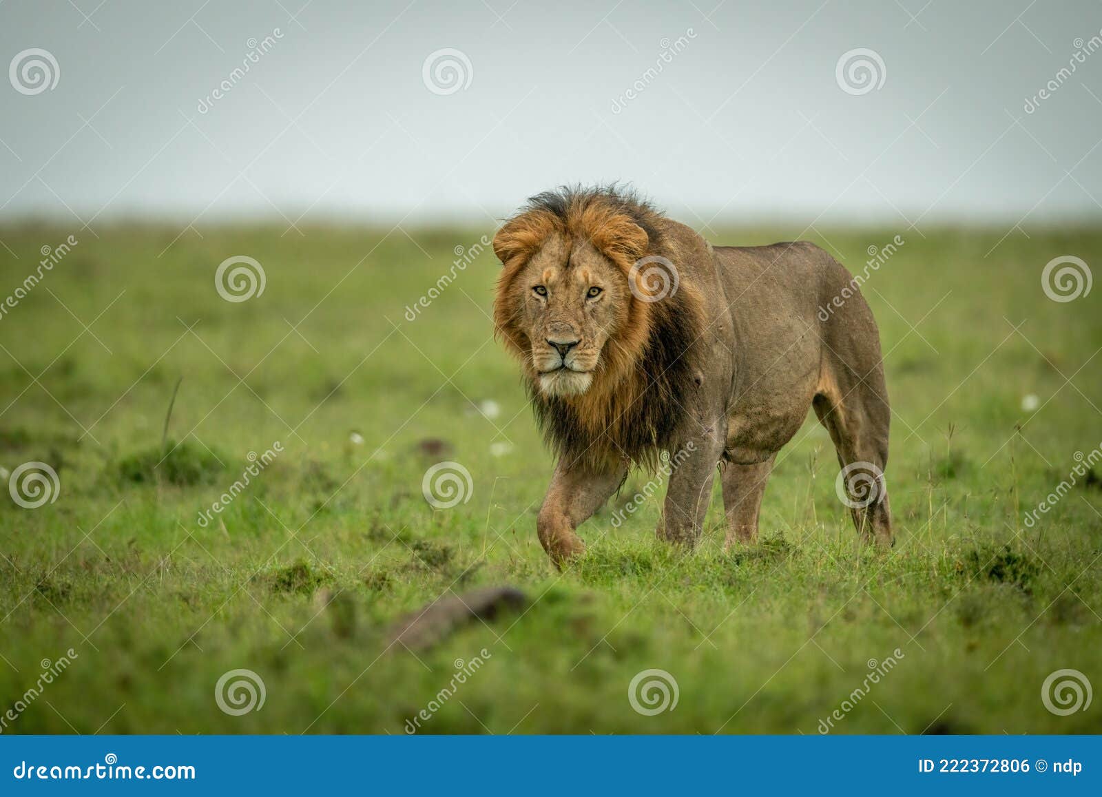 Male Lion Walks Over Plain Lifting Paw Stock Photo - Image of grassland ...