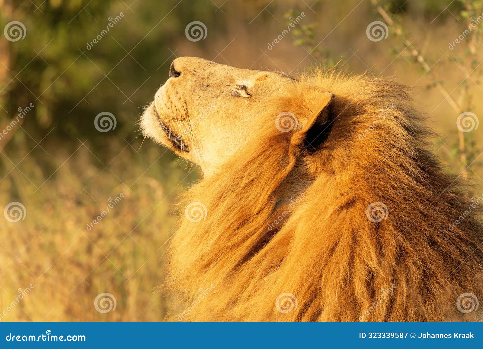 Sunbathing Lion in Eswatini Stock Image - Image of reserve, safari: 323339587