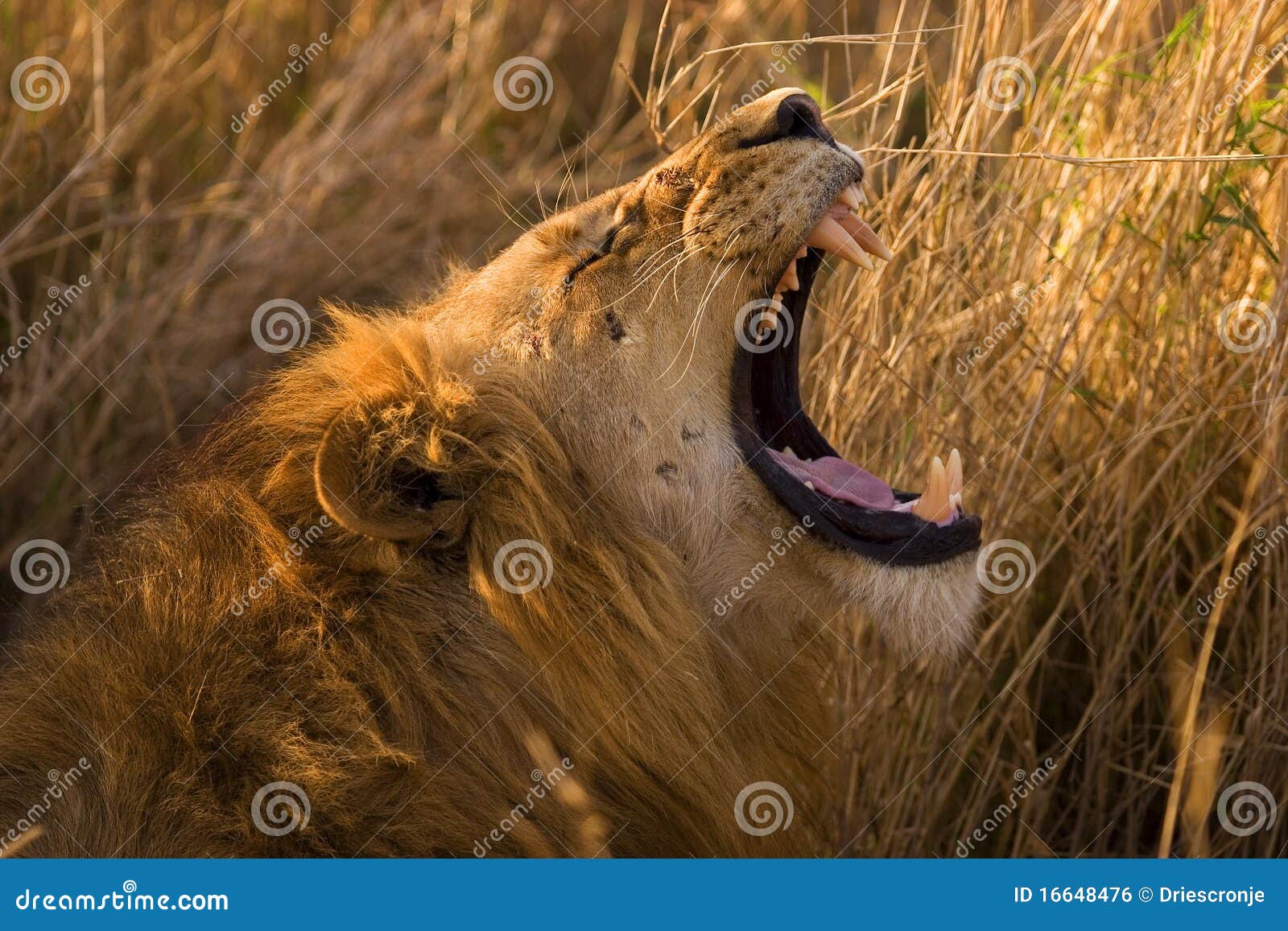 Male Lion Yawning stock photo. Image of feline, tongue - 16648476