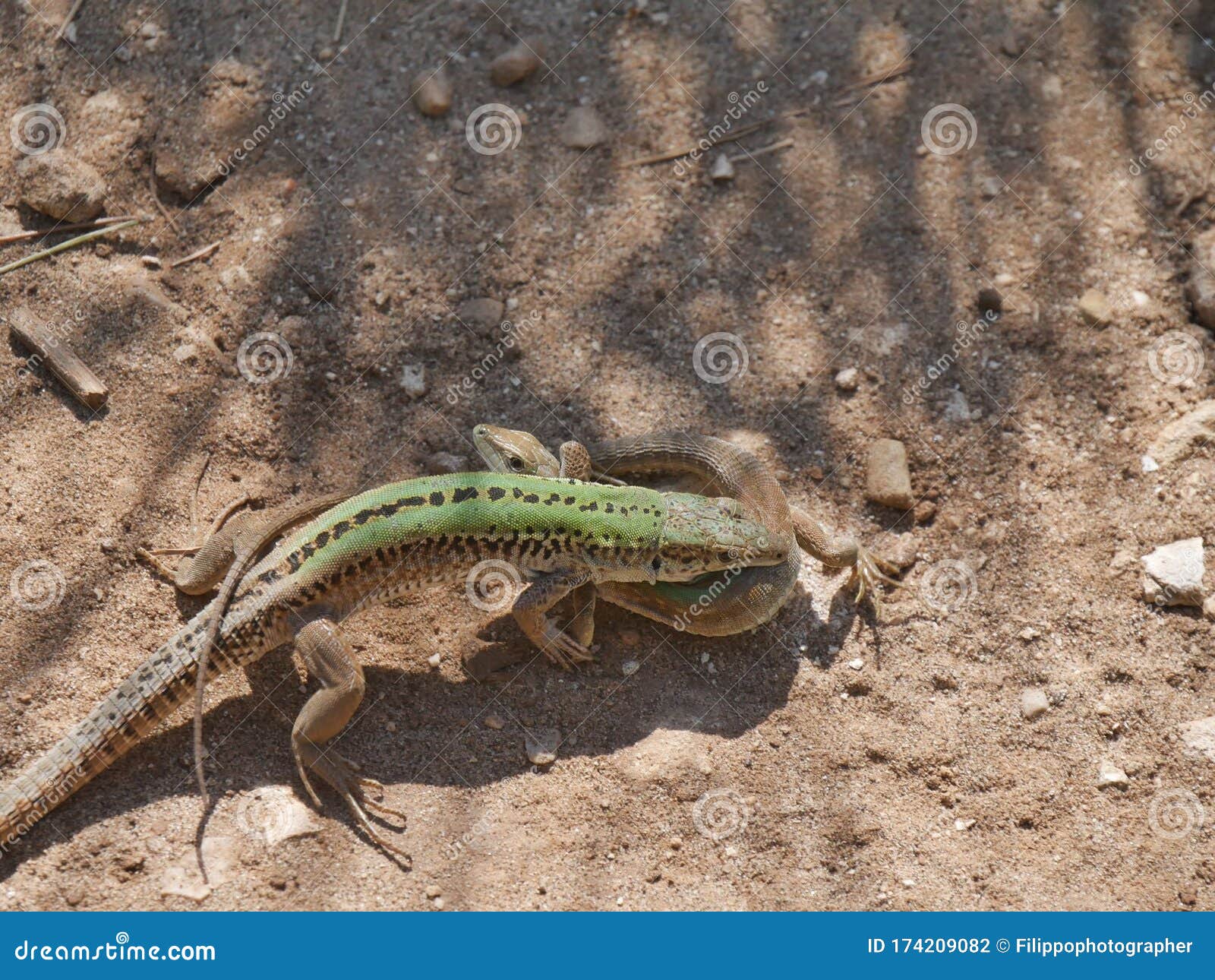 Lizard Copulation during Mating Stock Photo - Image of female, reptile ...