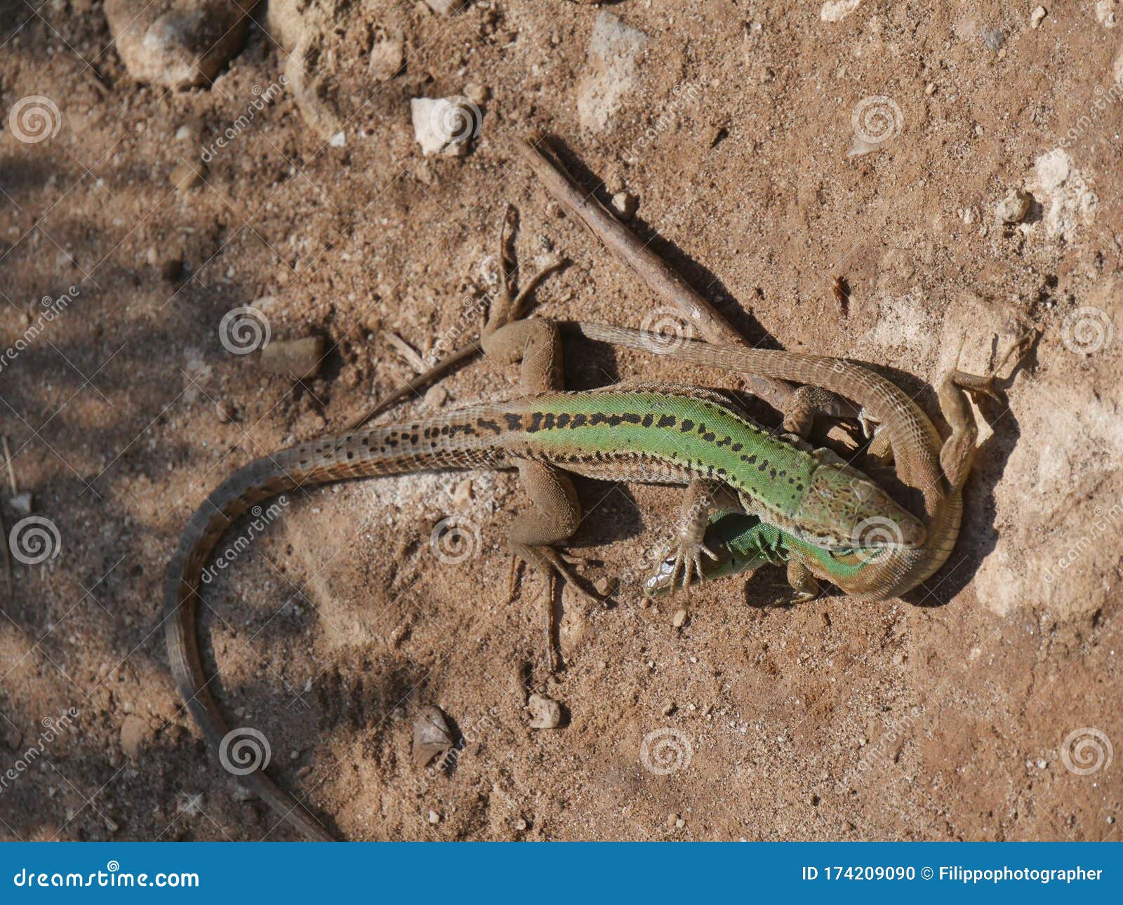 Lizard Mating. Pair Of Reptiles, Black Iguana, Ctenosaura Similis, Male ...