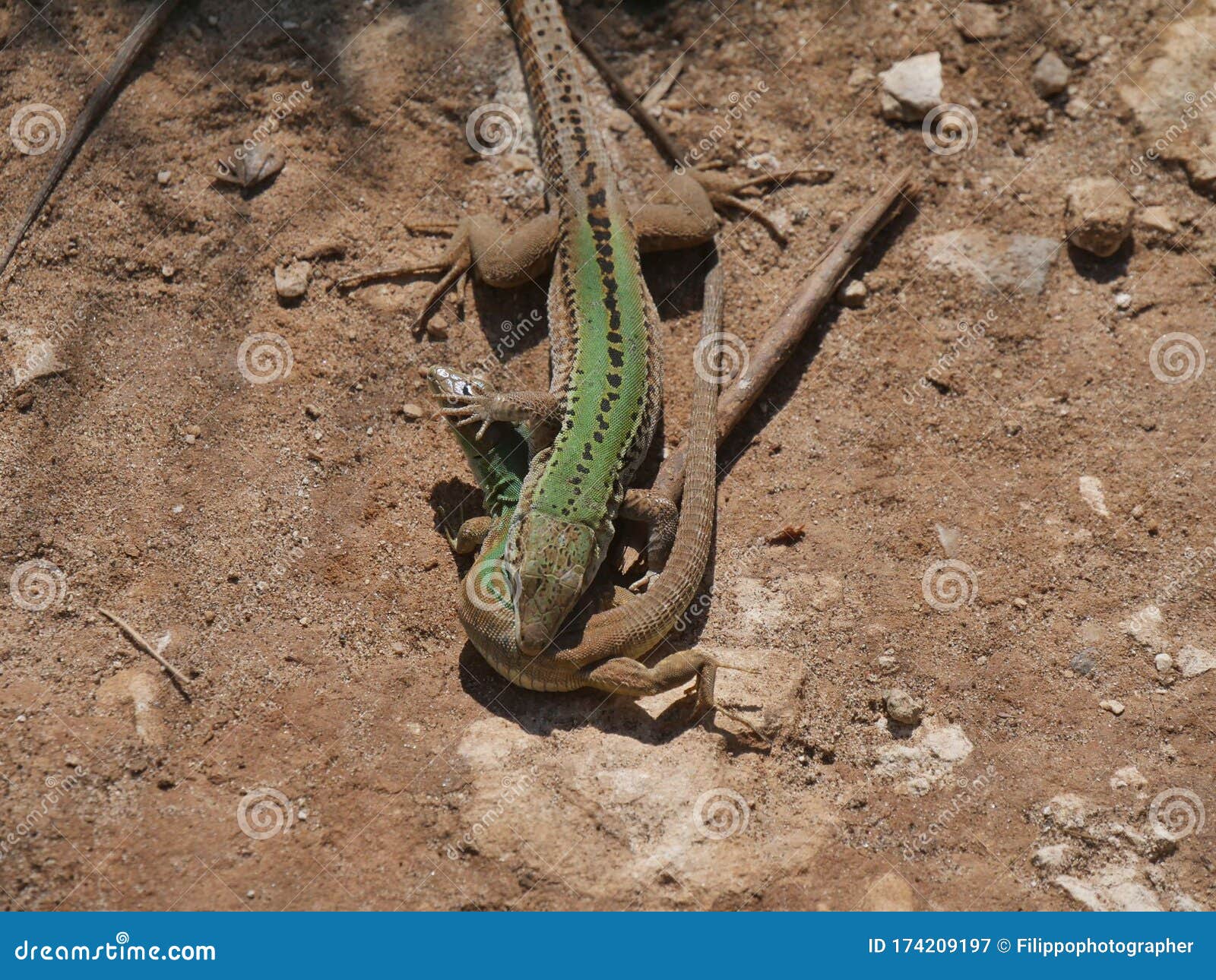 Lizard Copulation during Mating Stock Image - Image of muralis, nature ...