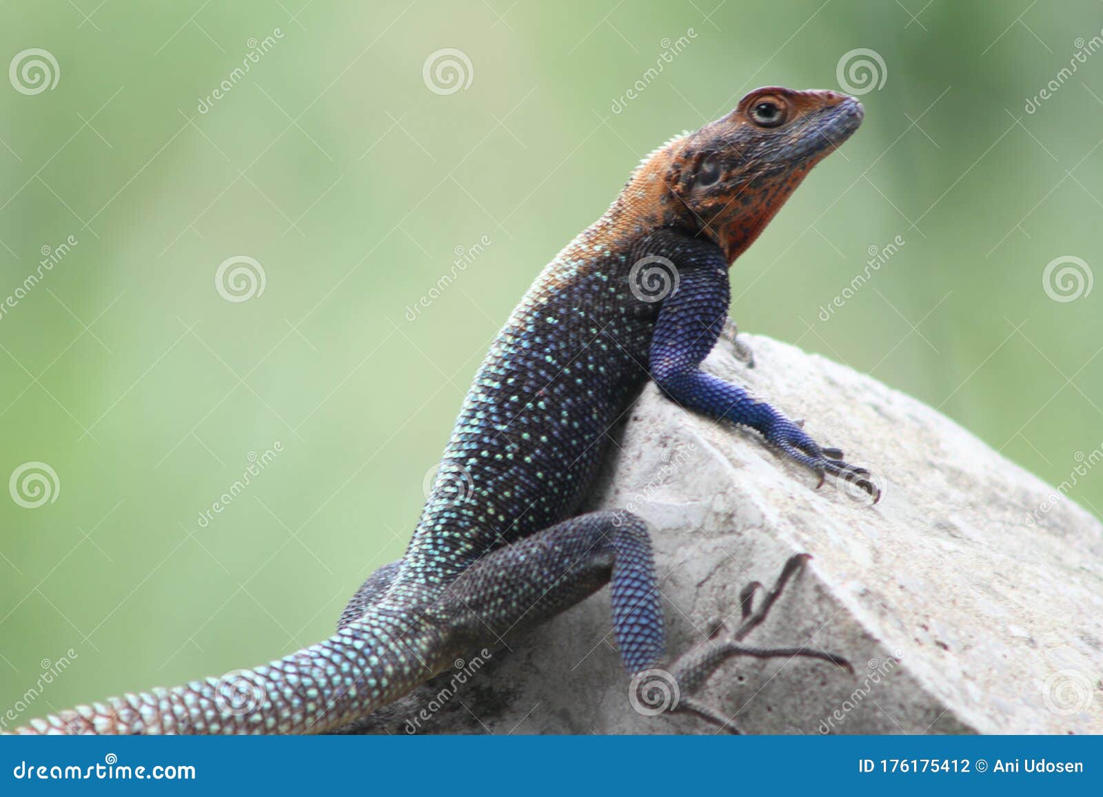 Male lizard pose stock photo. Image of lizard, forest - 176175412