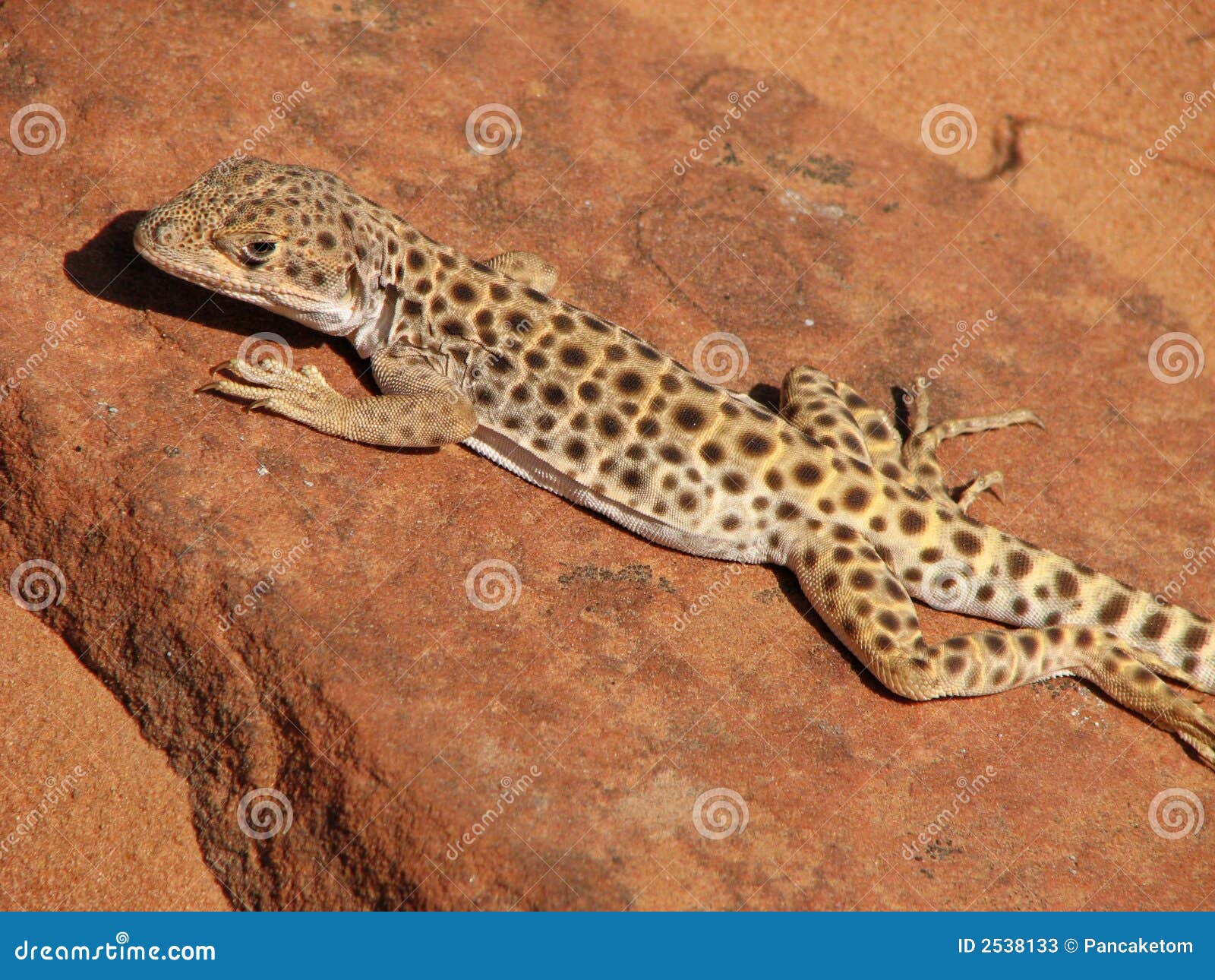 Leopard Gecko In The Desert