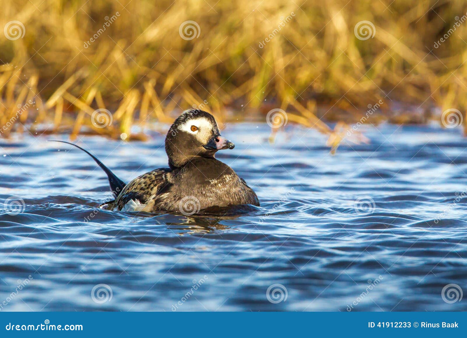 Male Long Tailed Duck stock image. Image of clangula - 41912233