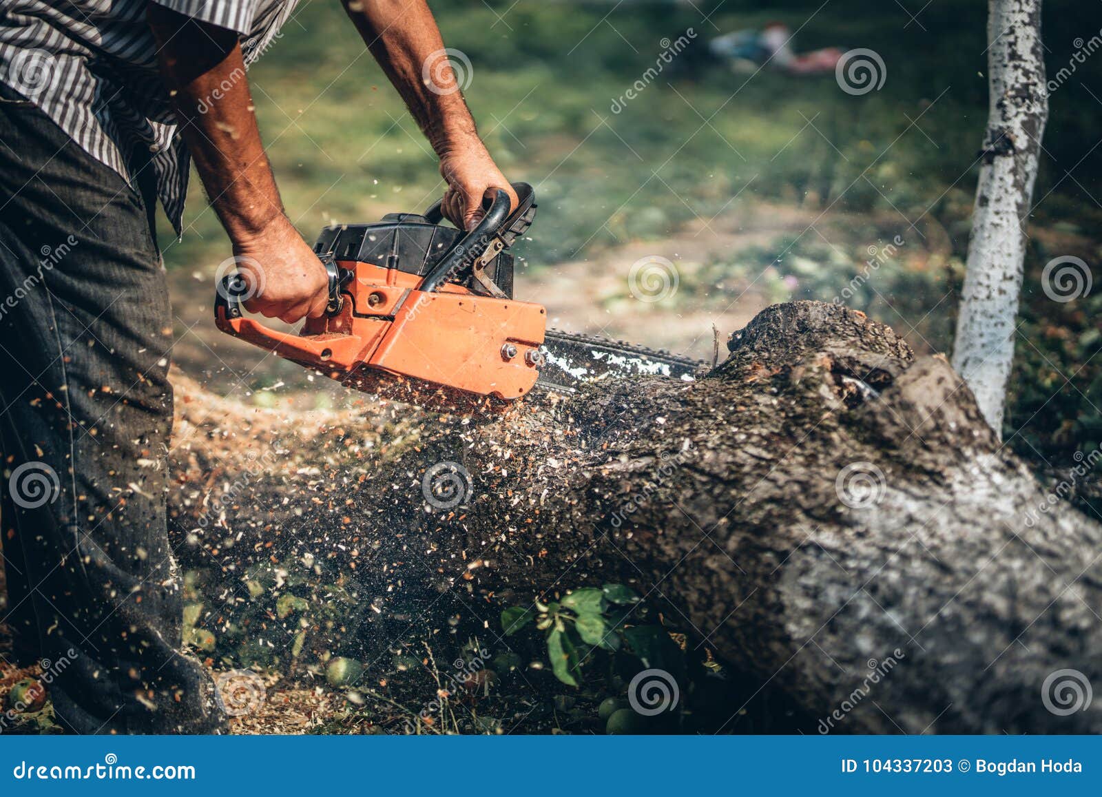 Lumberjack Cutting Fire Wood Using Professional Chainsaw Stock Image ...