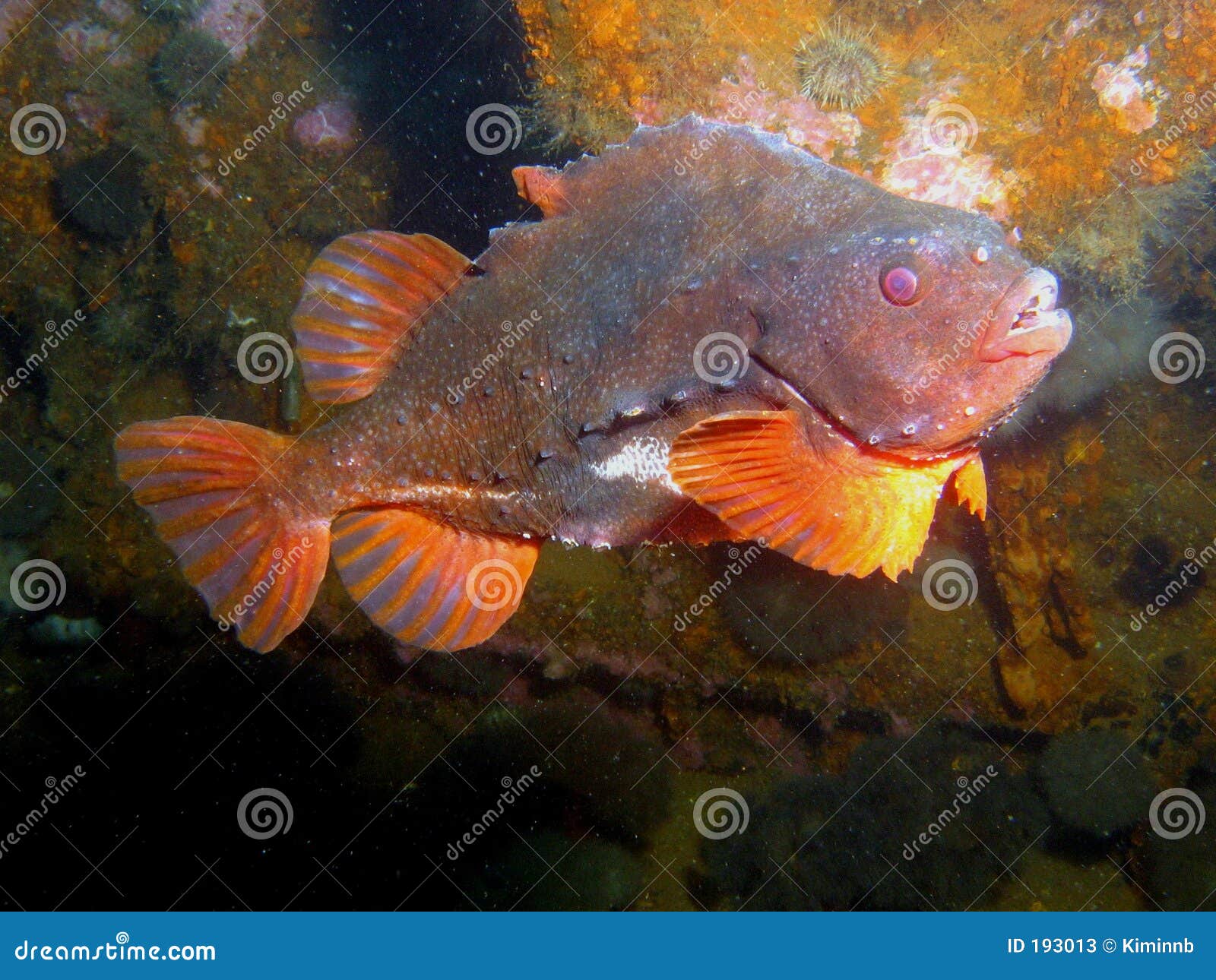 Male Lumpfish Picture. Image: 193013