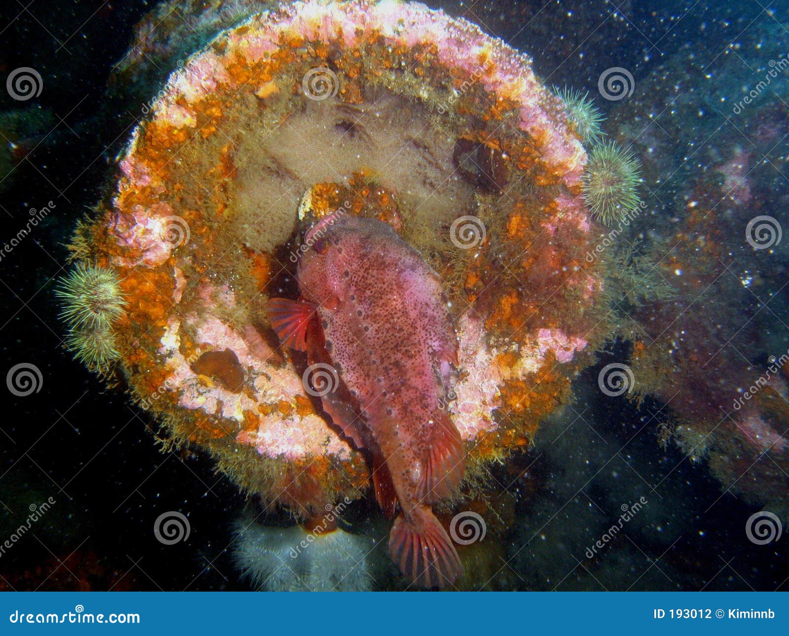 Male Lumpfish With Eggs Picture. Image: 193012