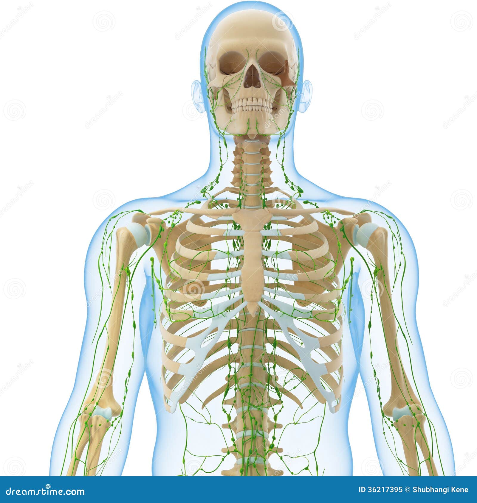 Male Lymphatic System with Skeleton Stock Illustration - Illustration ...