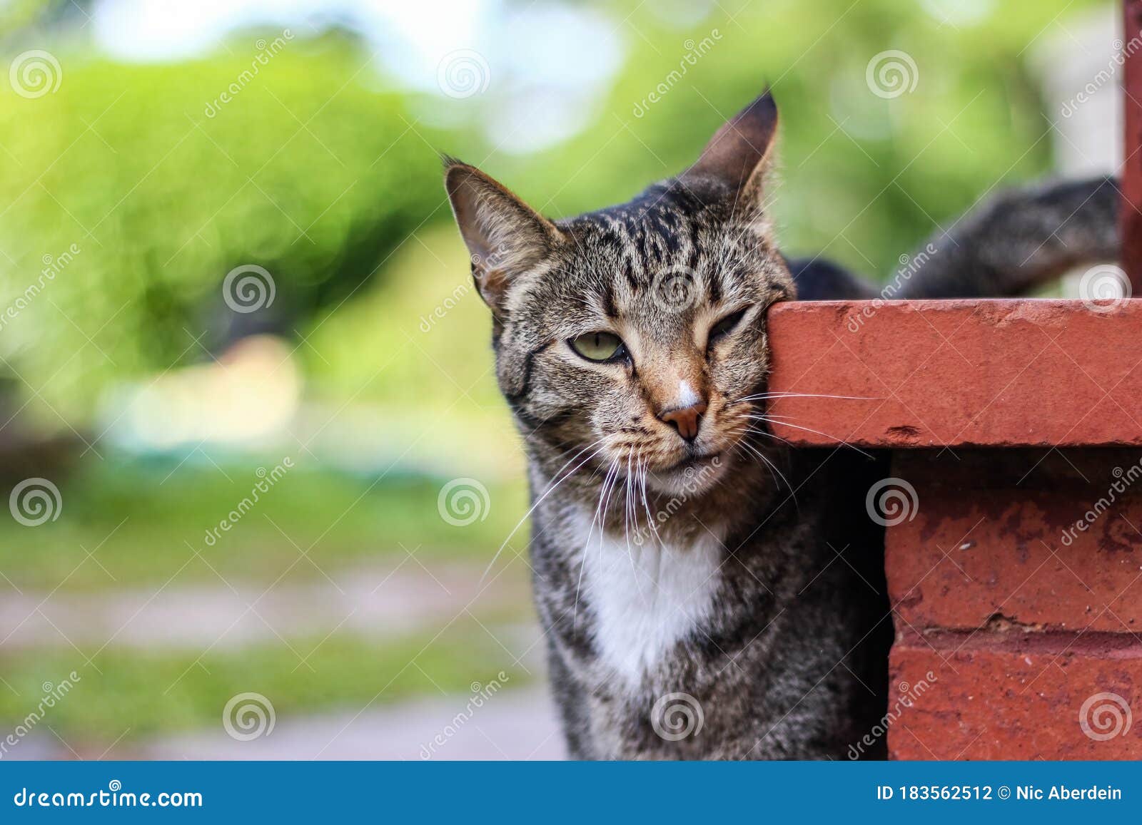 Male Mackerel Tabby Cat Playing Outside Stock Photo - Image of feline ...