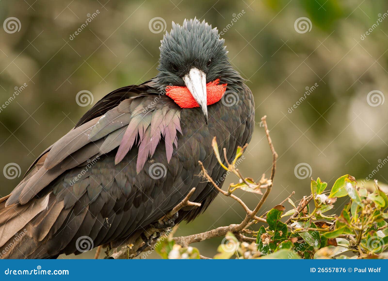 Male Magnificent Frigatebird Stock Photo - Image of magnificens, bird ...