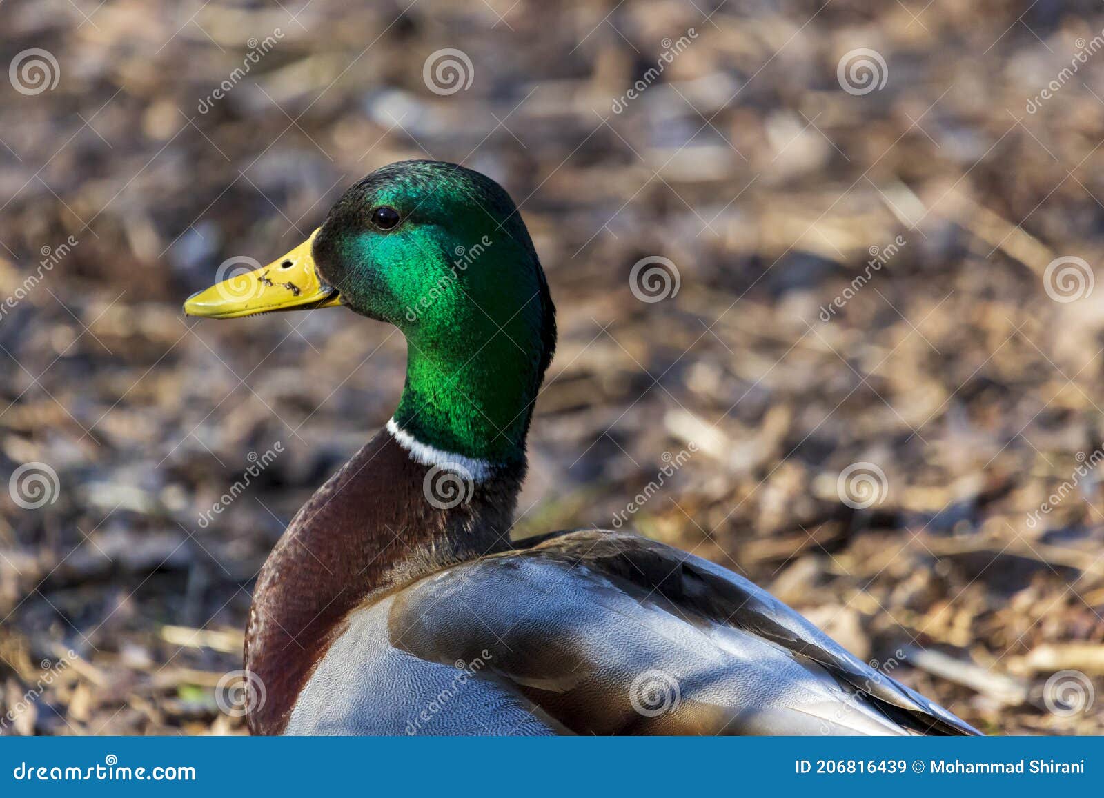 Male malard duck stock image. Image of pool, waterfowl - 206816439