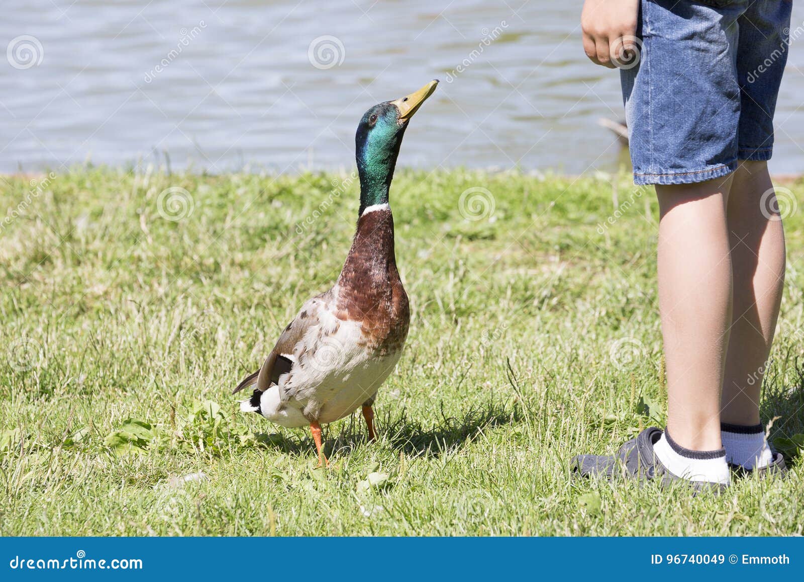 Male Mallard Begging Boy for Food Stock Image - Image of wild, mallard ...