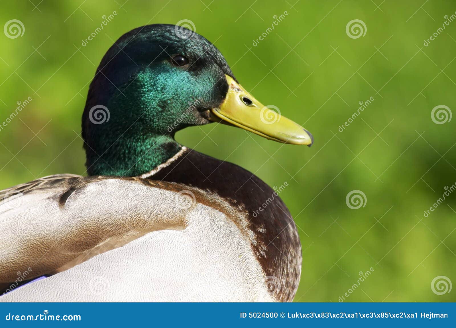 Male mallard duck stock photo. Image of nature, colorful - 5024500