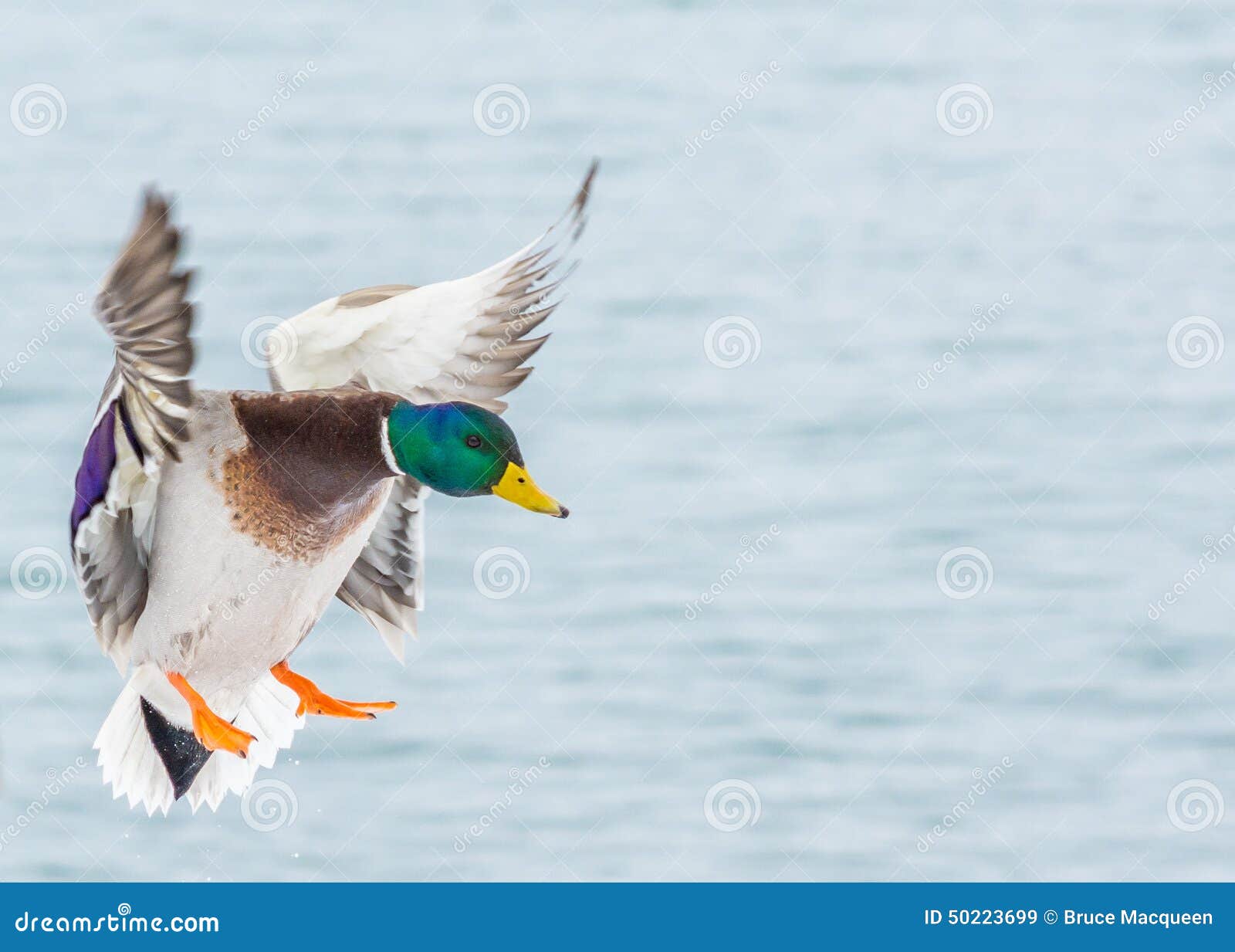 Male Mallard Duck stock image. Image of bird, drake, flying - 50223699