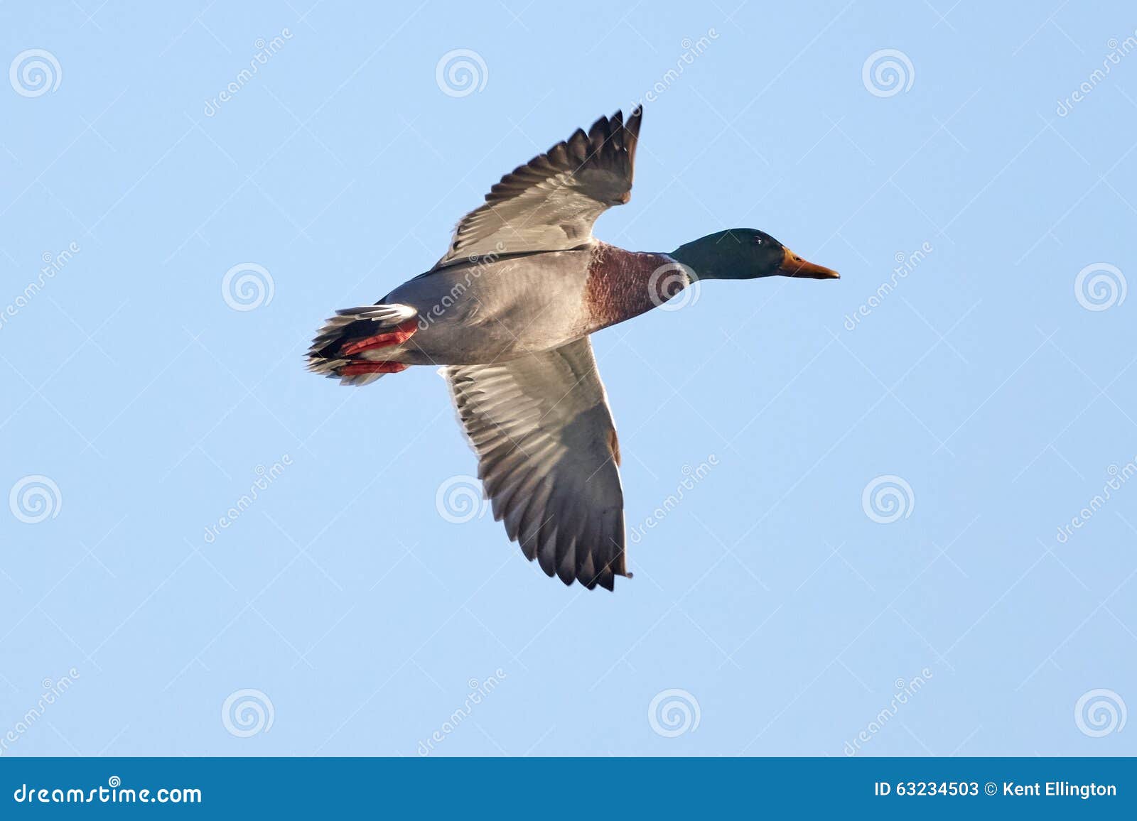 Male Mallard Duck in Flight Stock Image - Image of nature, mallard ...