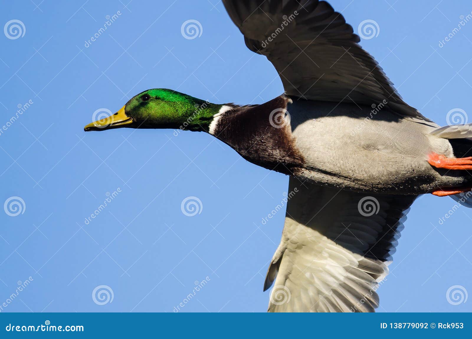 Mallard Duck Flying in a Blue Sky Stock Photo - Image of mallard ...