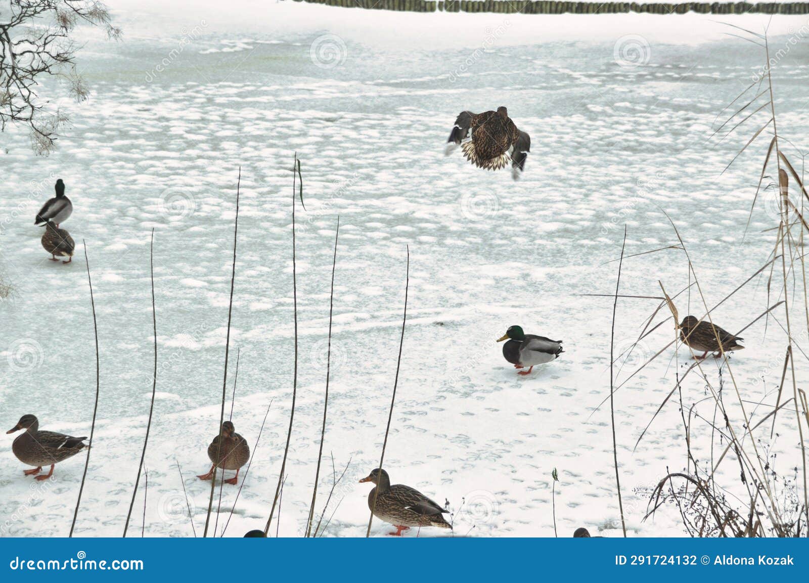 The Male Mallard Duck is Flying Over a Flock of Ducks the Flight Stock ...