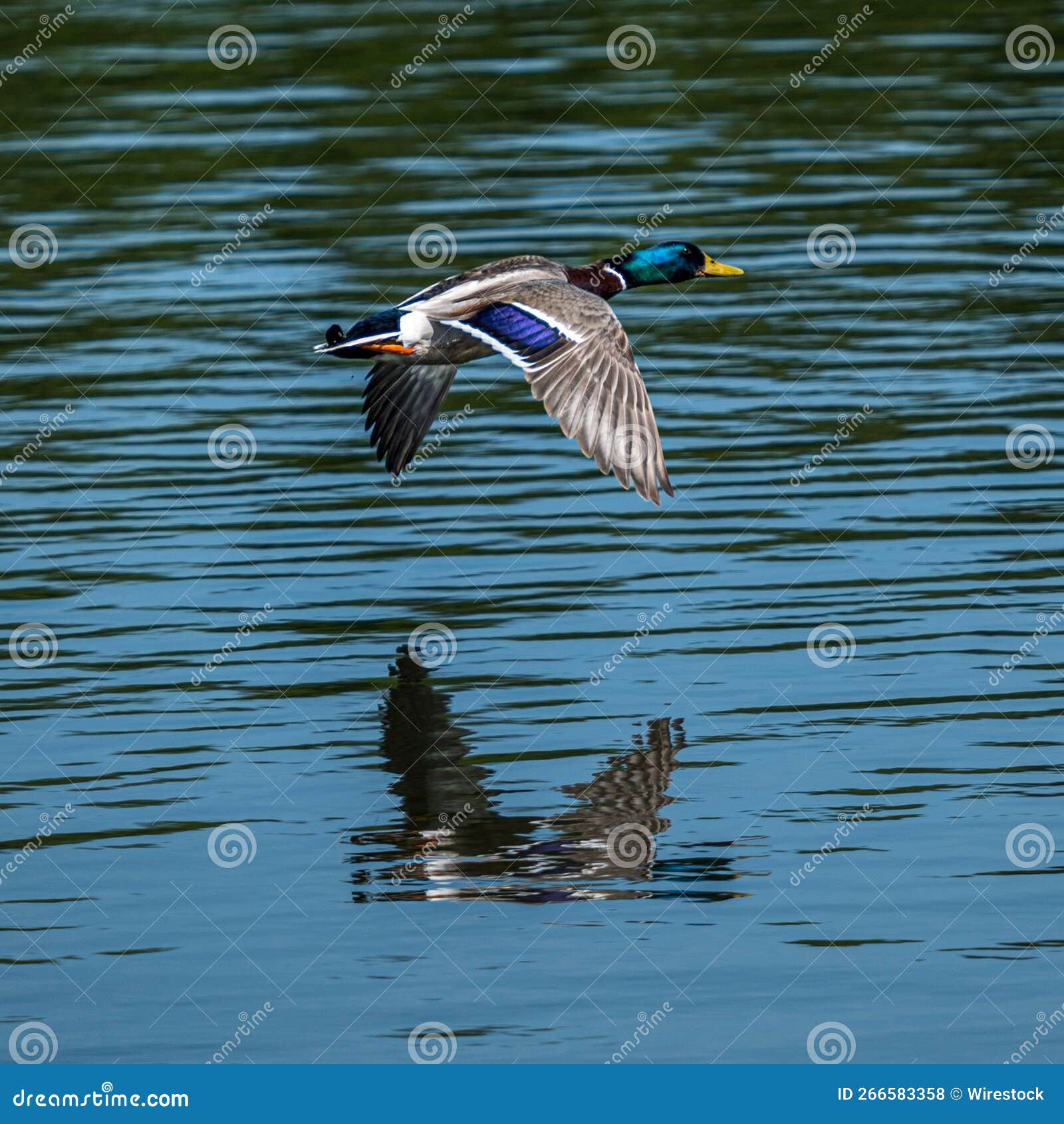 Male Mallard Duck Flying Over a Pond Stock Photo - Image of nature ...