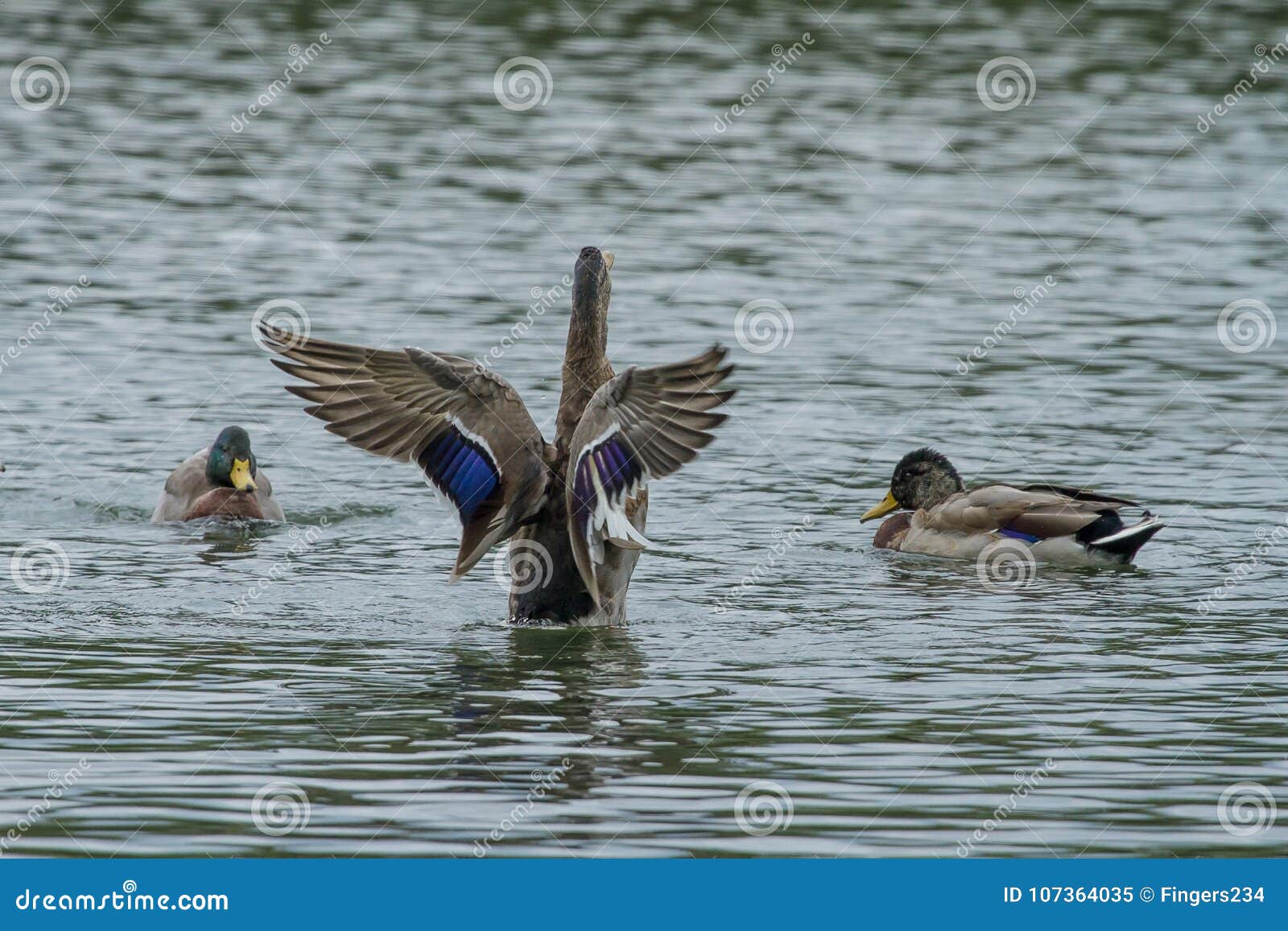 A Male Mallard Duck Getting in a Flap Stock Image - Image of ... A Male Mallard Duck Getting in a Flap Stock Image - Image of ...