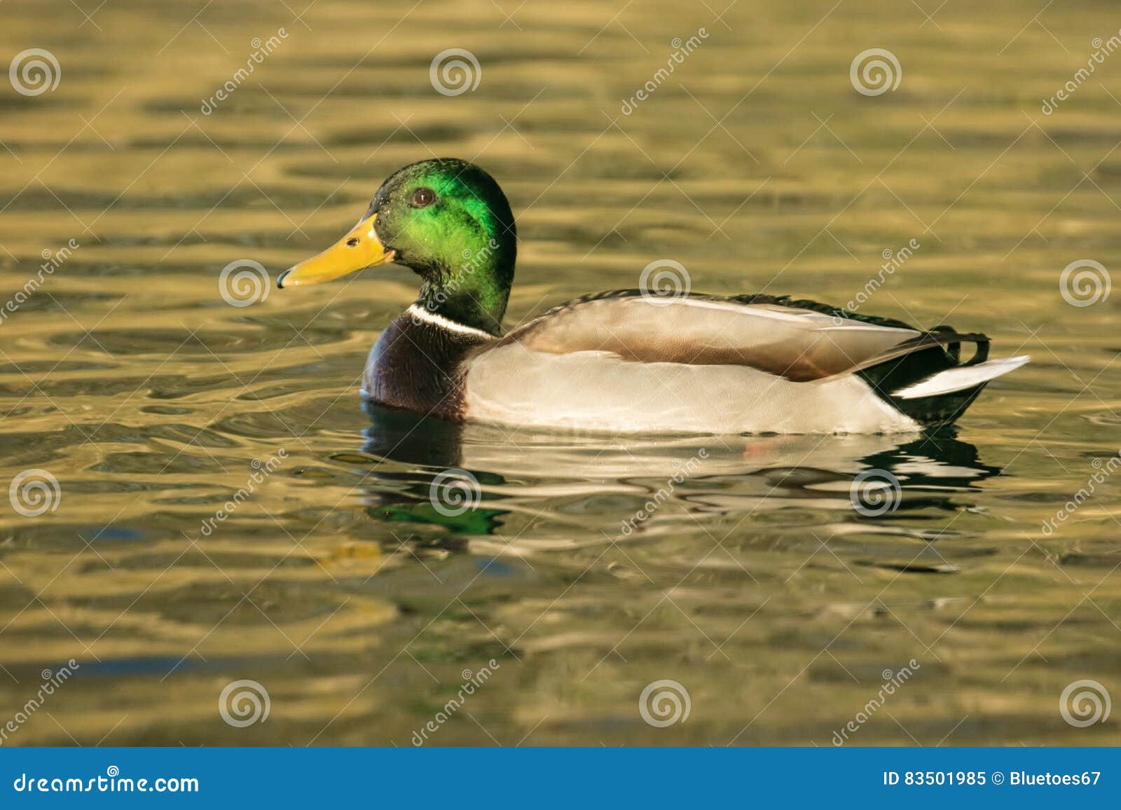 Male mallard duck stock image. Image of duck, colors - 83501985