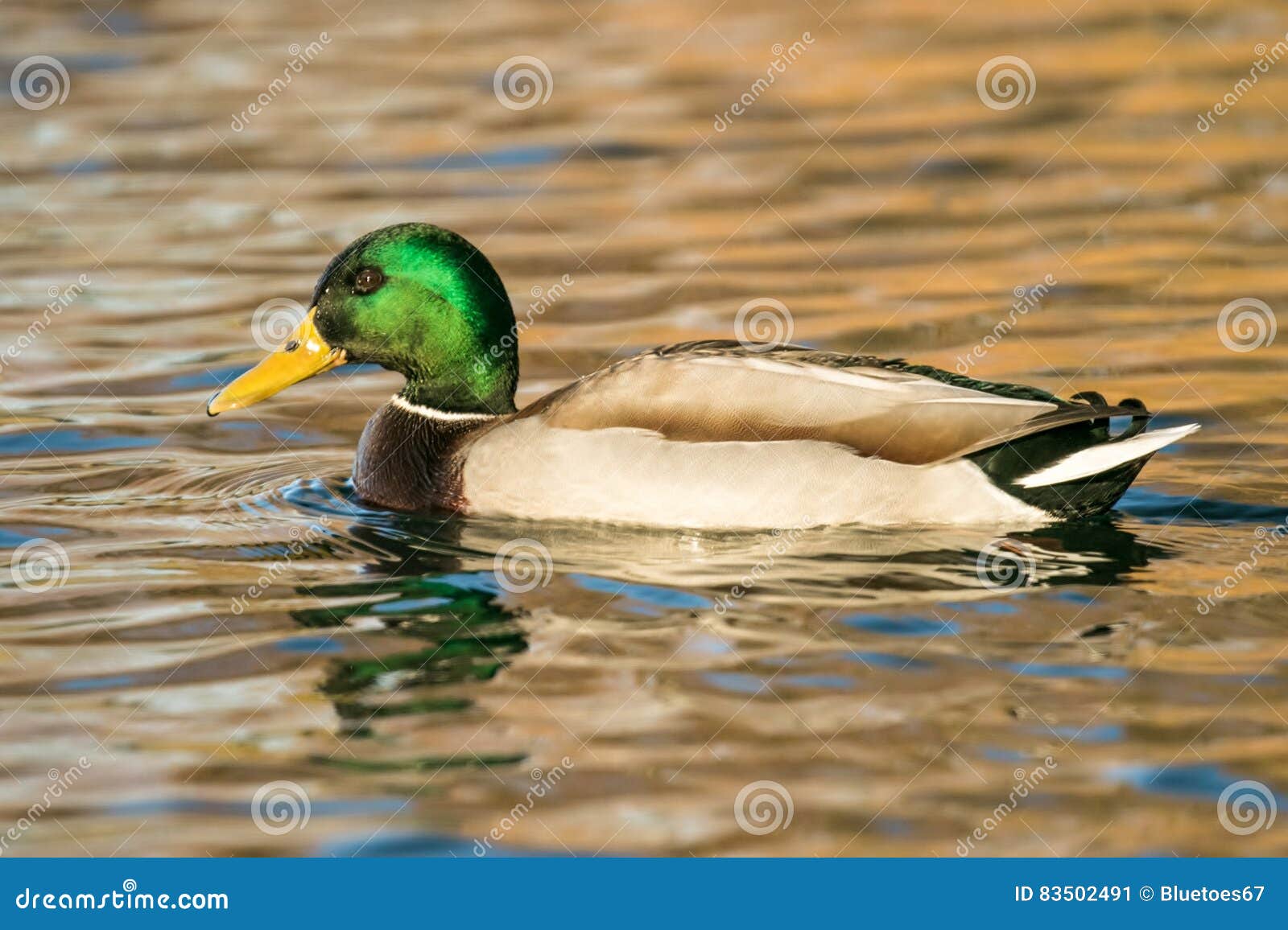 Male mallard duck stock image. Image of female, contrast - 83502491