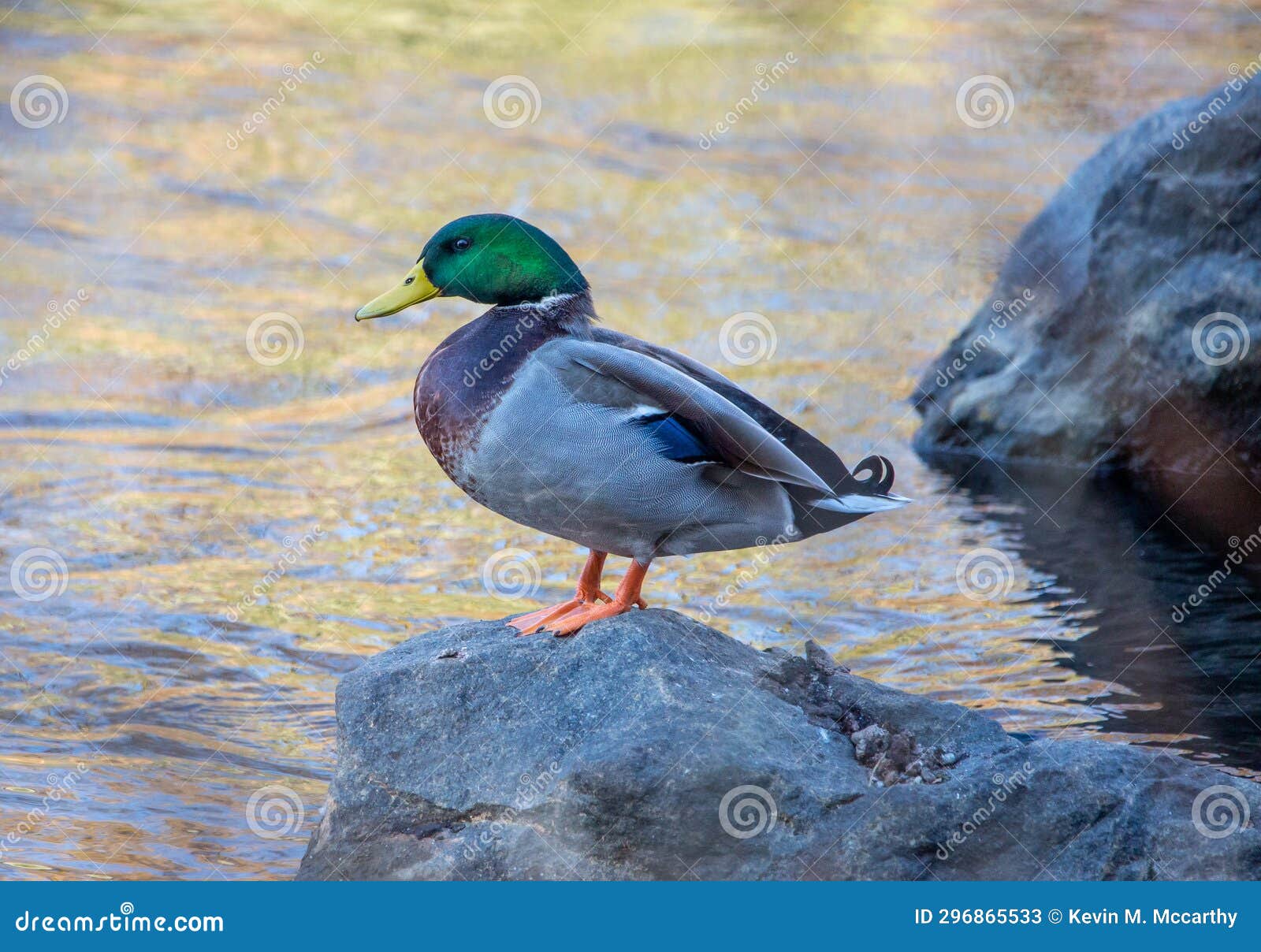 Male Mallard Duck Perched on a Rock Stock Image - Image of nature ...