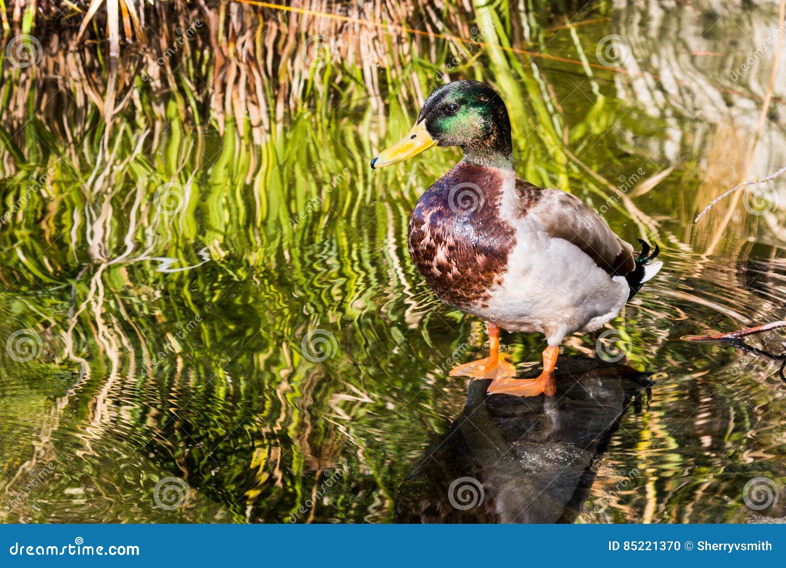 Male Mallard Duck in Pond with Reeds Stock Photo - Image of beak, birds ...