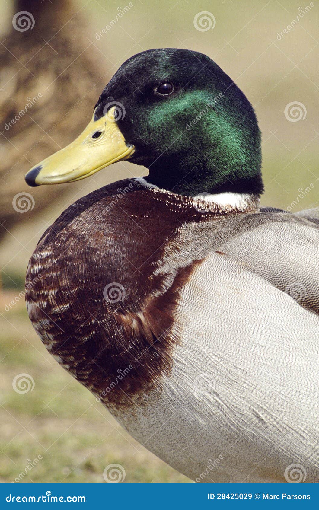 Male mallard Duck Portrait stock image. Image of eyes - 28425029