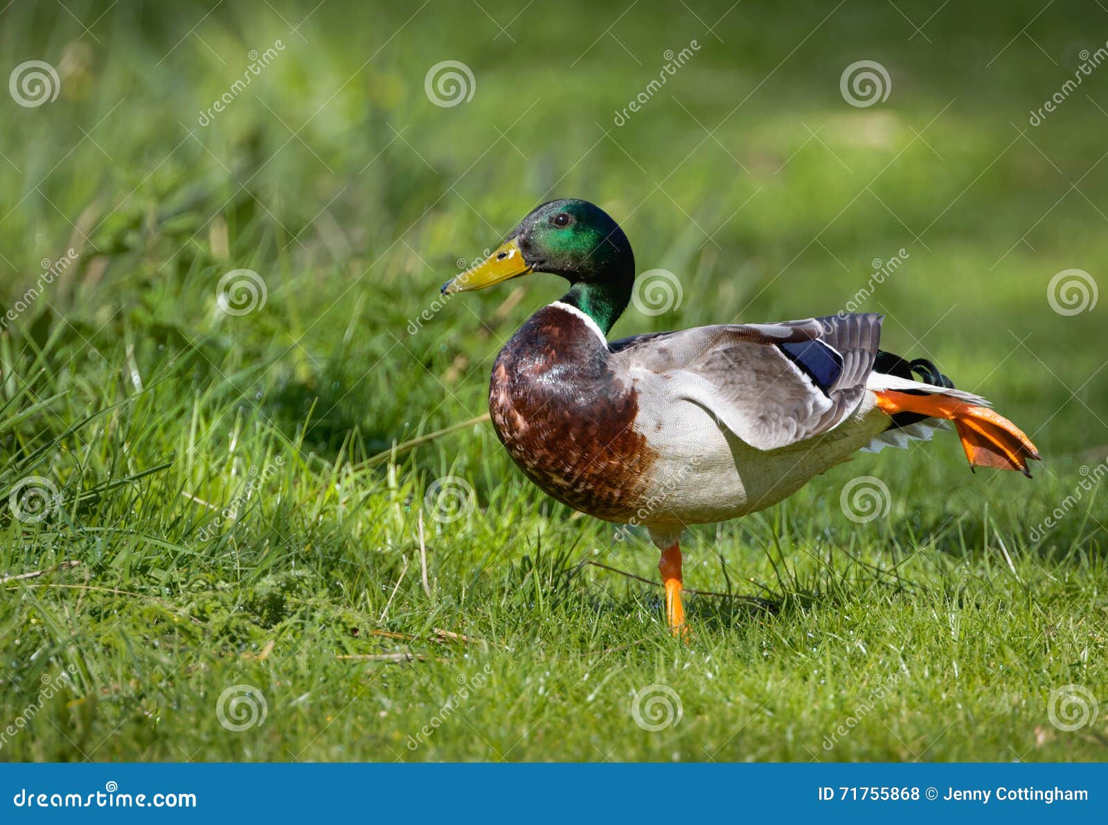 Male Mallard Duck Practicing Ballet and Standing on One Leg Stock Photo ...