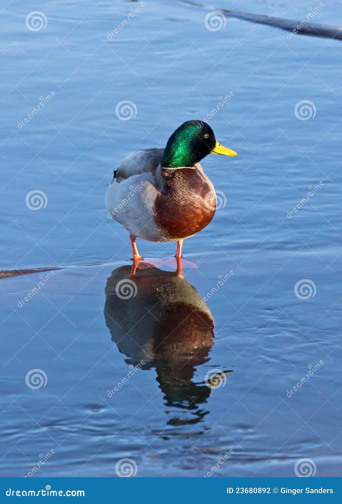 Male Mallard Duck Reflection Stock Photo - Image of male, drake: 23680892