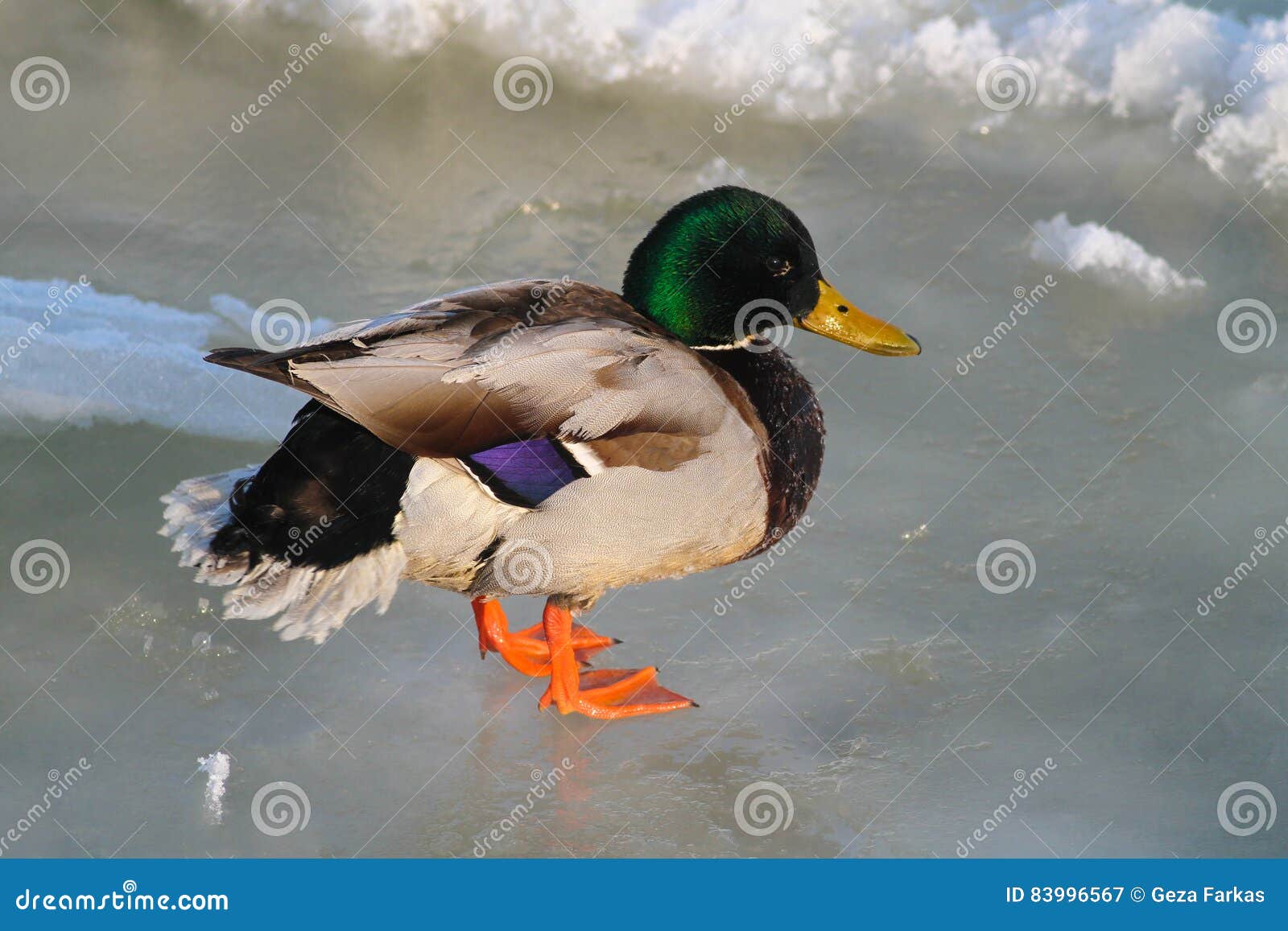 Male of Mallard Duck Resting Stock Image - Image of waterfowl, water ...