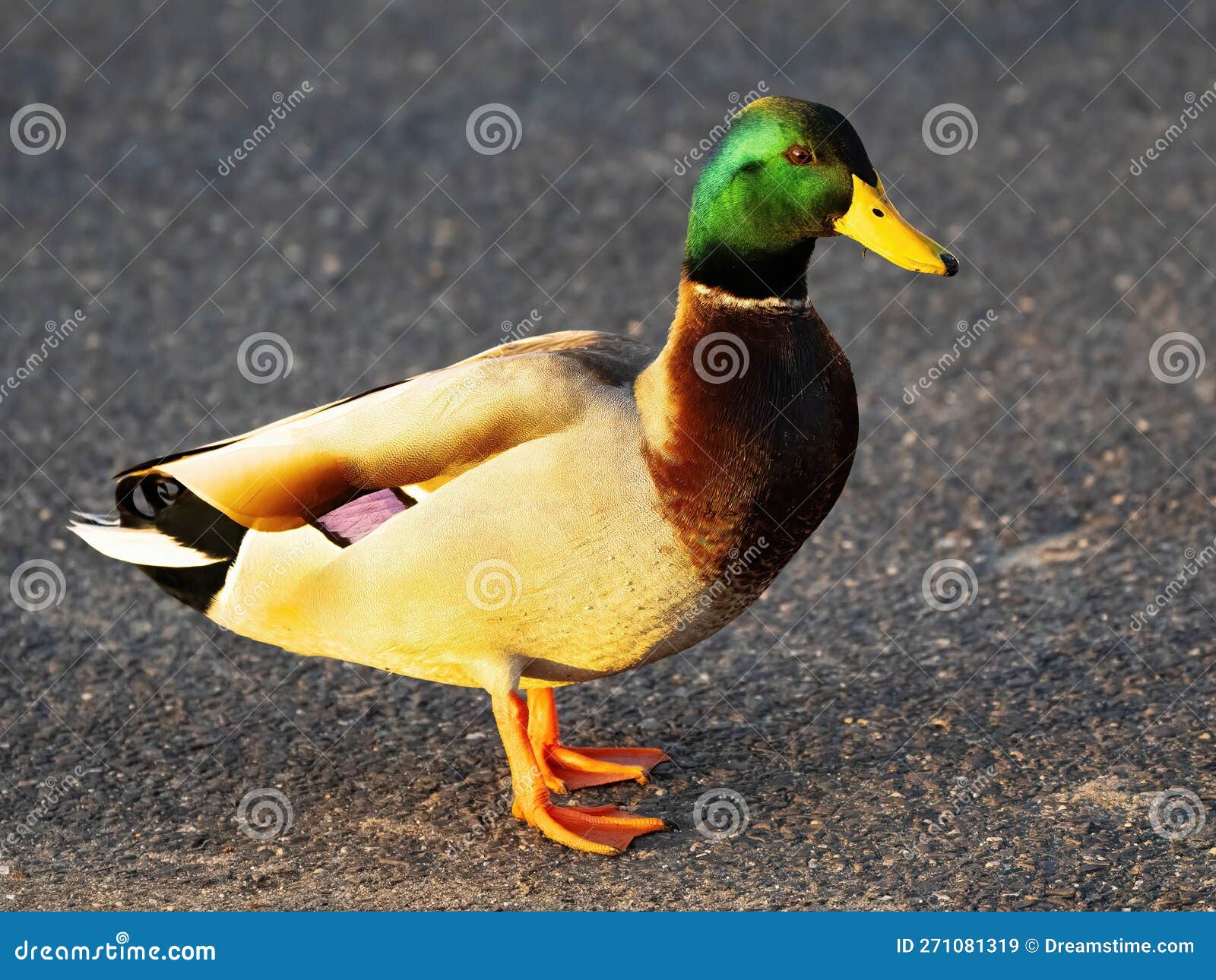 A Male Mallard Duck Standing on Concrete Stock Image - Image of bird ...