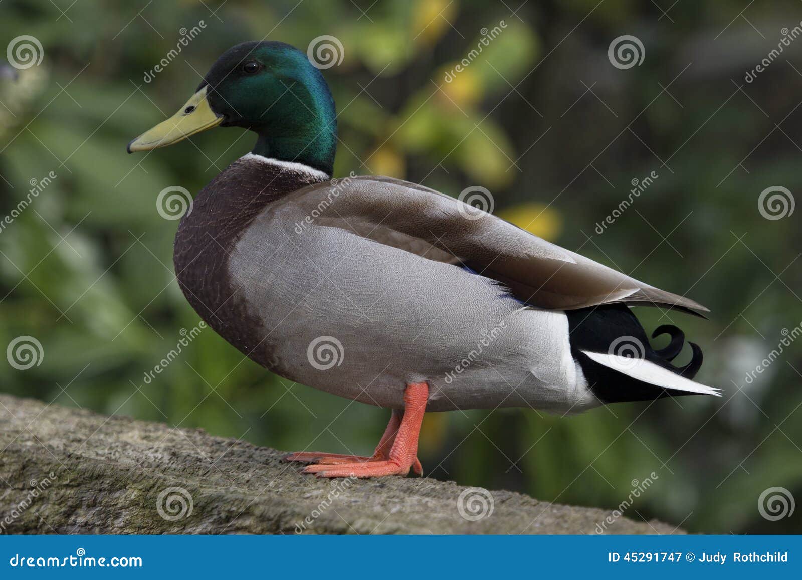 Male Mallard Duck stock image. Image of wildfowl, nature - 45291747