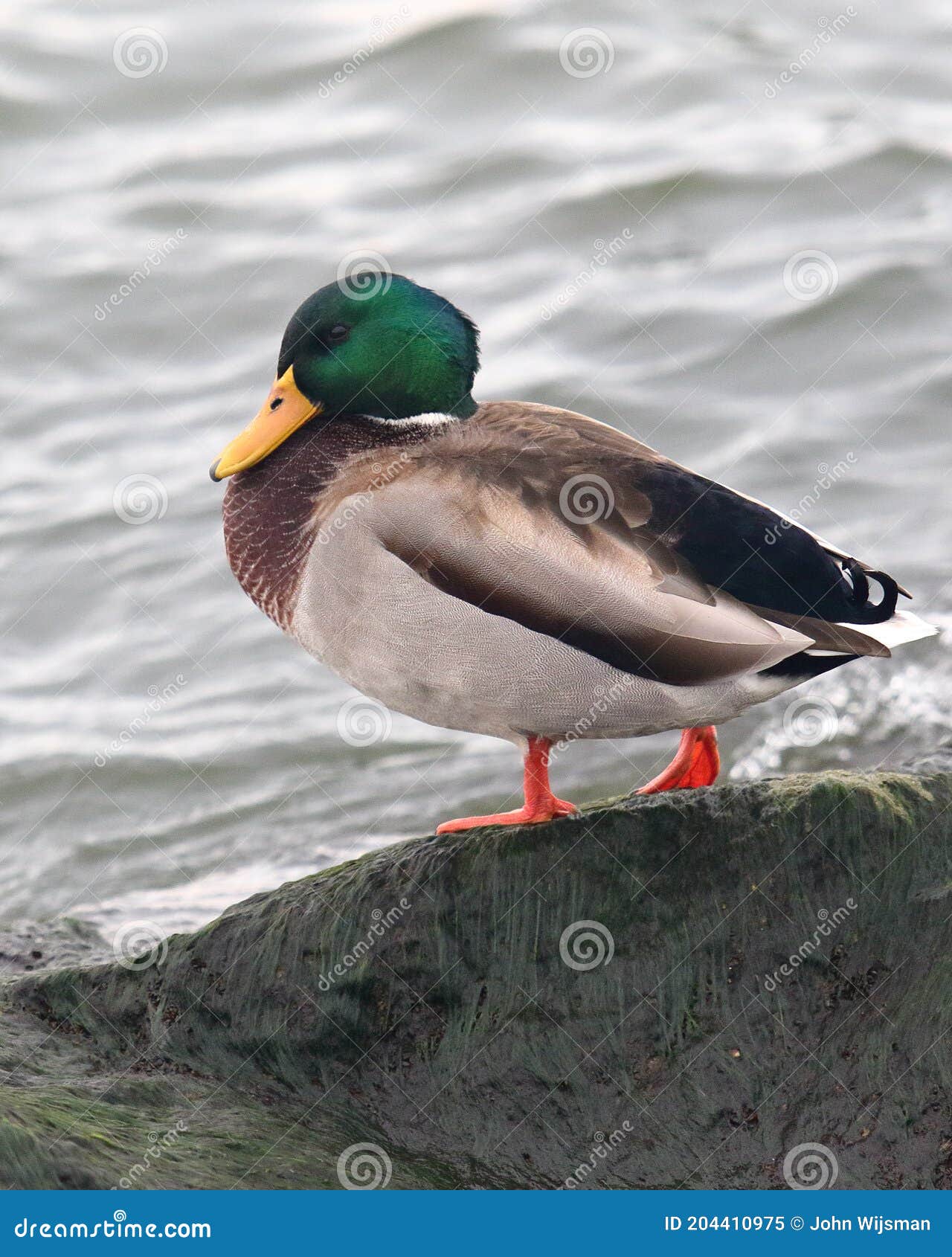 Male Mallard Duck Standing on a Rock Stock Image - Image of lake, beak ...