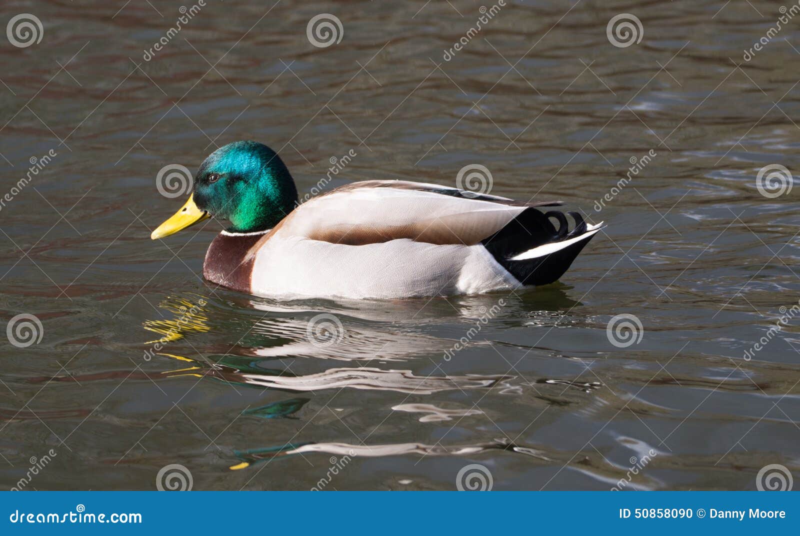 Male mallard duck stock photo. Image of mallard, drake - 50858090