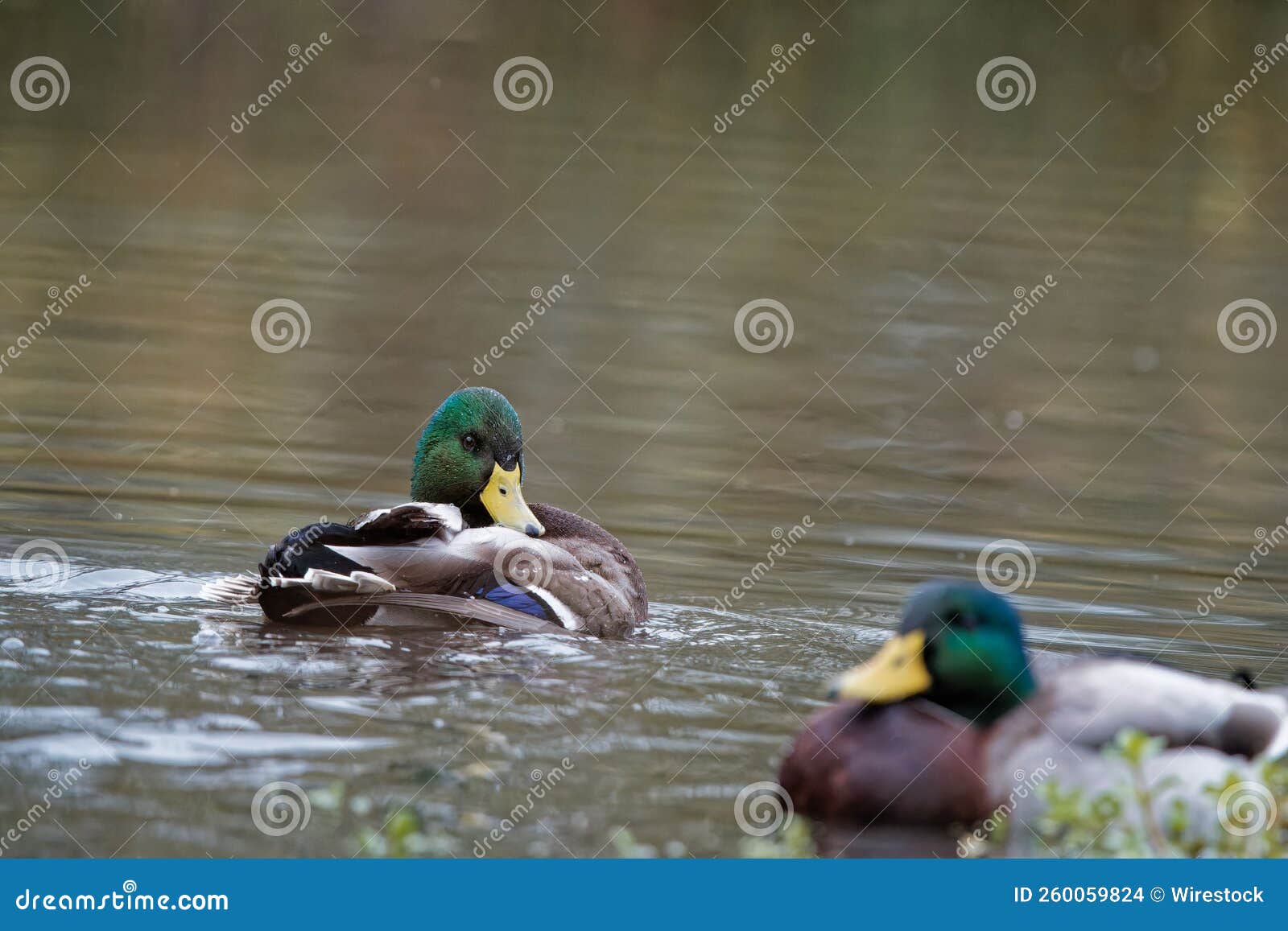 Male Mallard Ducks Floating on a Calm Pond Stock Photo - Image of male ...
