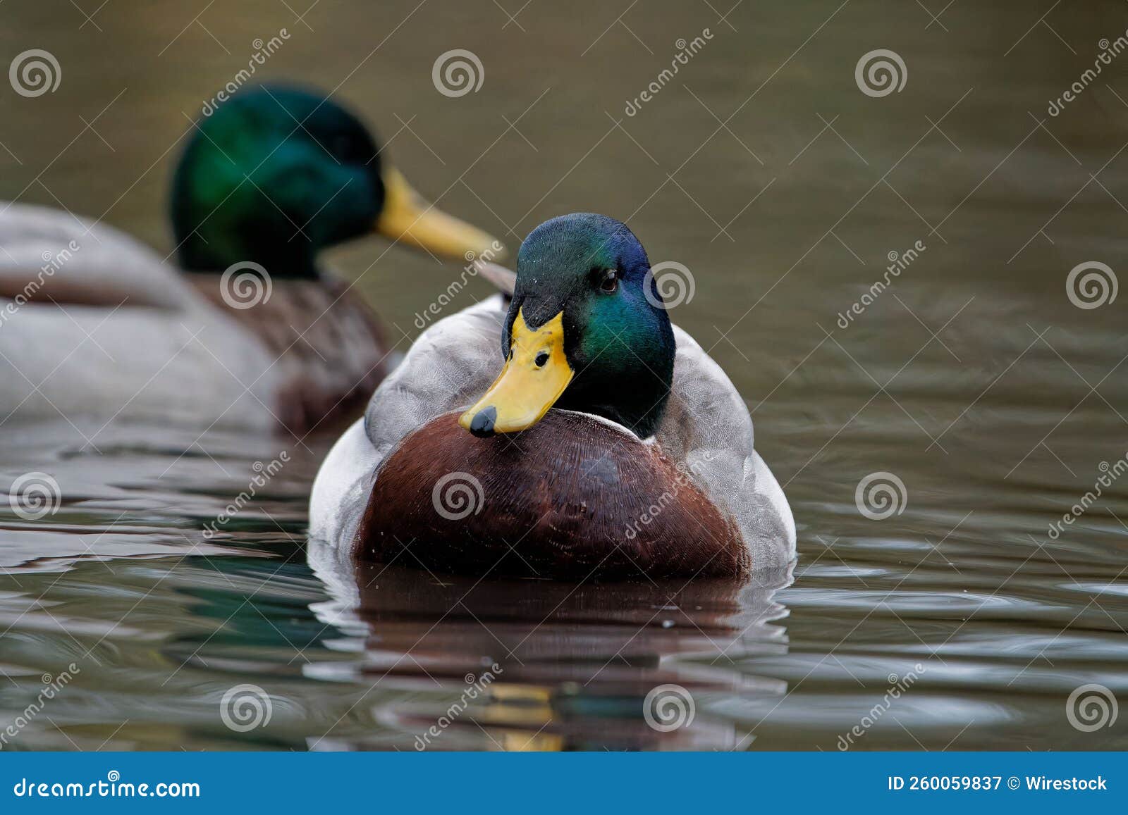 Male Mallard Ducks Floating on a Calm Pond Stock Image - Image of ...