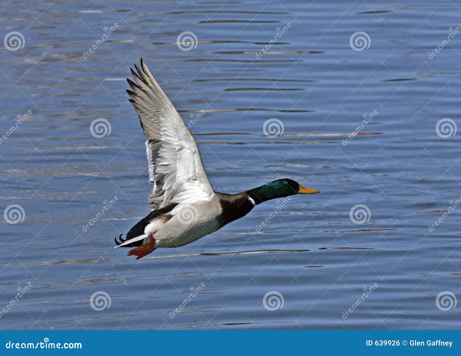 Male mallard in flight stock photo. Image of action, birds - 639926