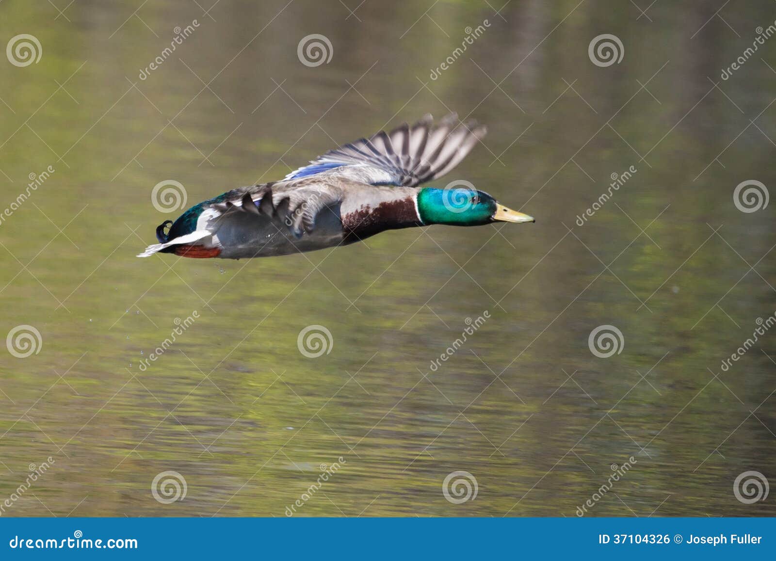 Male Mallard in flight stock photo. Image of wildlife - 37104326