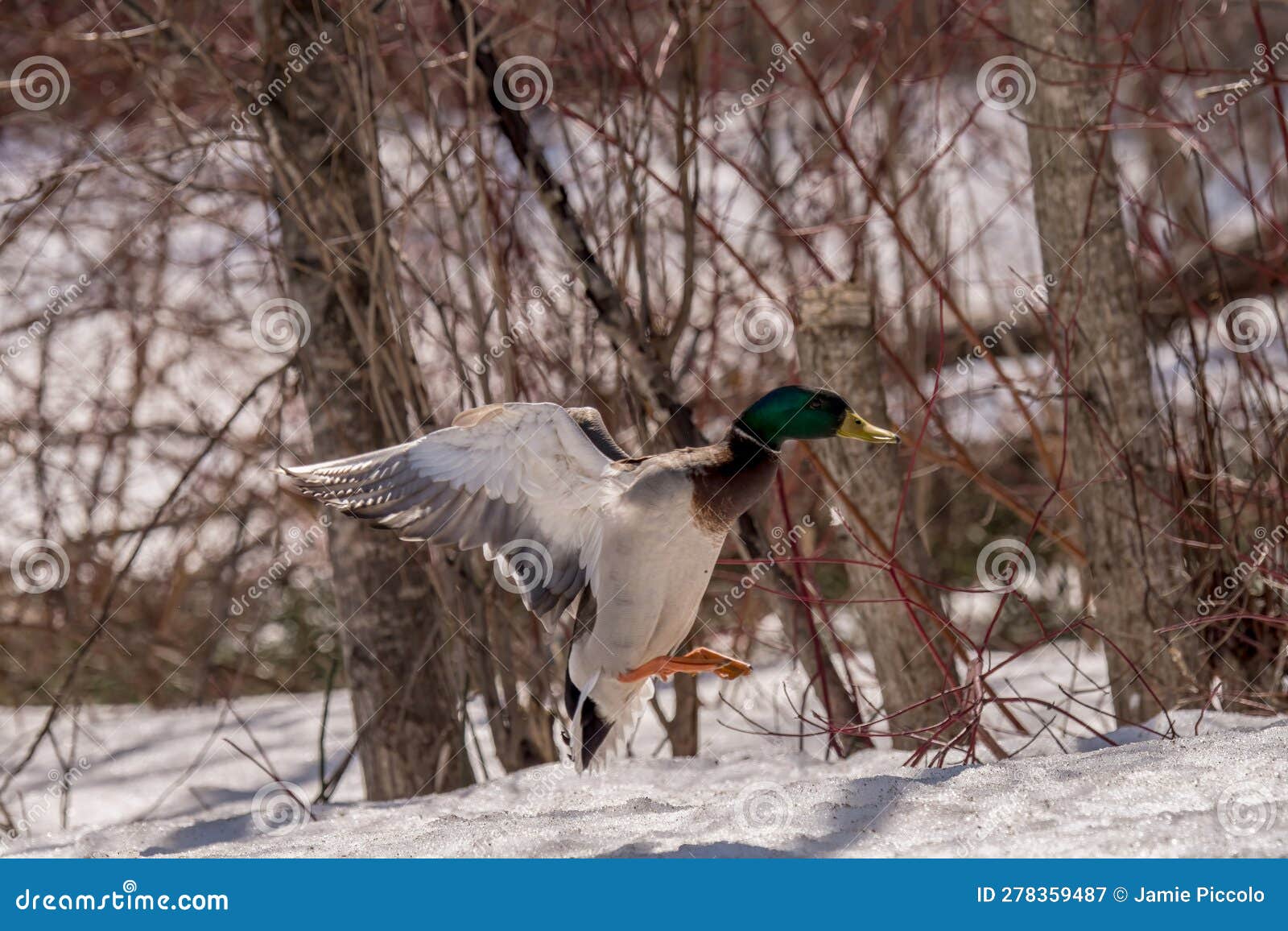 Male Mallard Landing on Ground in Spring Stock Image - Image of landing, spring: 278359487