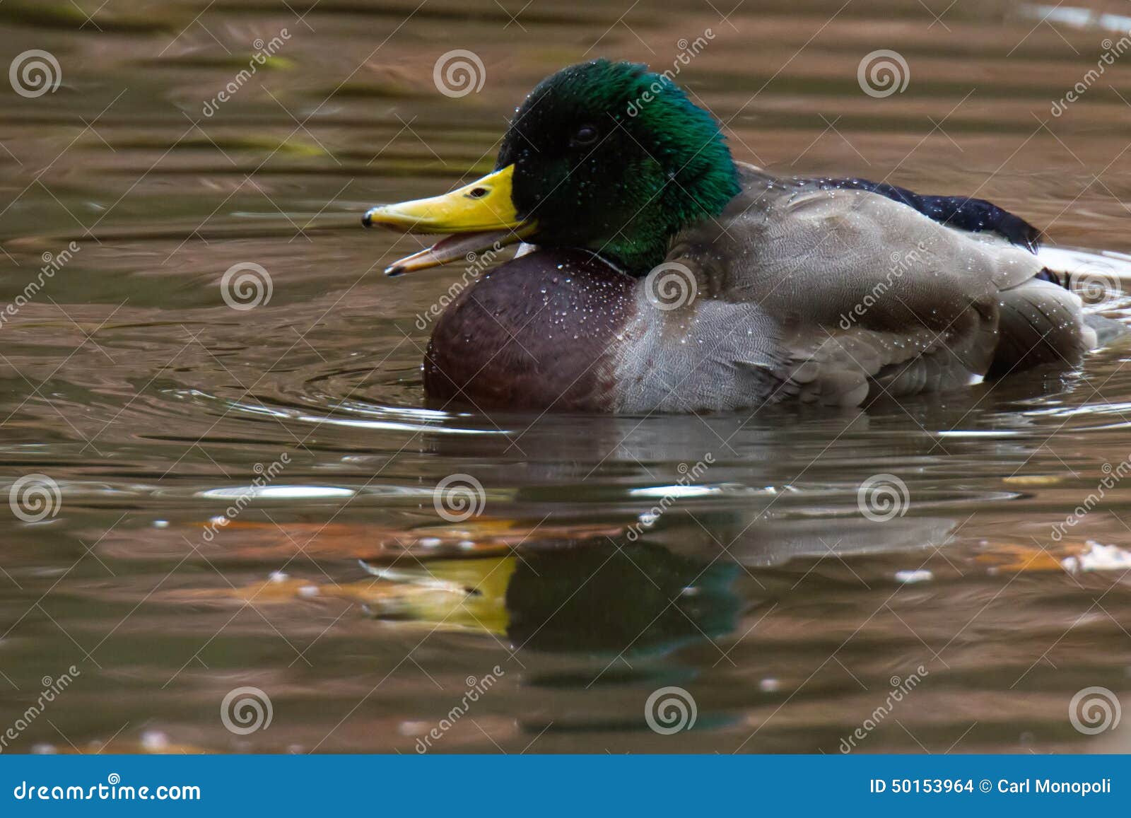 Male mallard stock photo. Image of fluffy, ducks, bank - 50153964