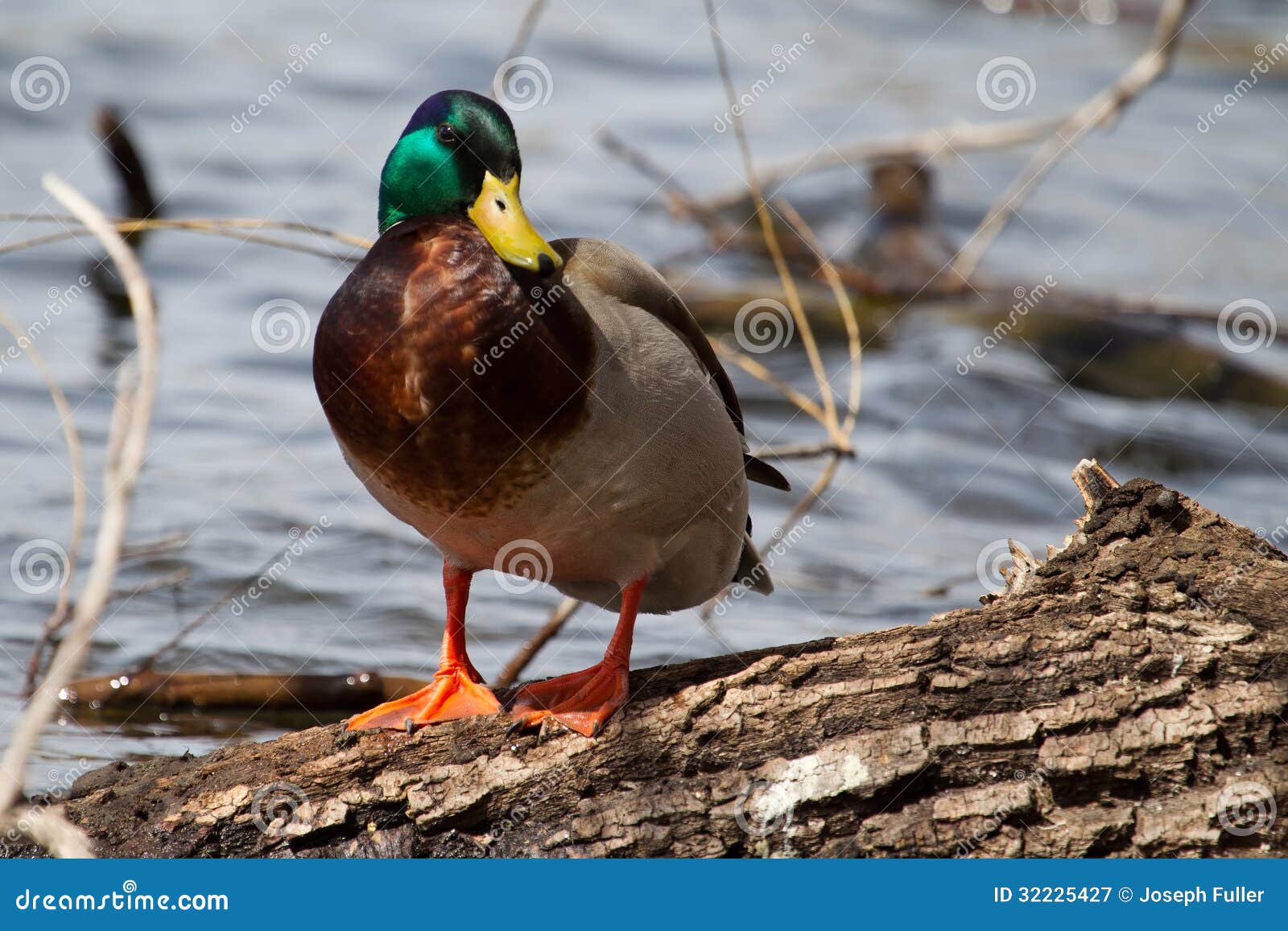 Male mallard stock image. Image of fowl, dirt, perched - 32225427