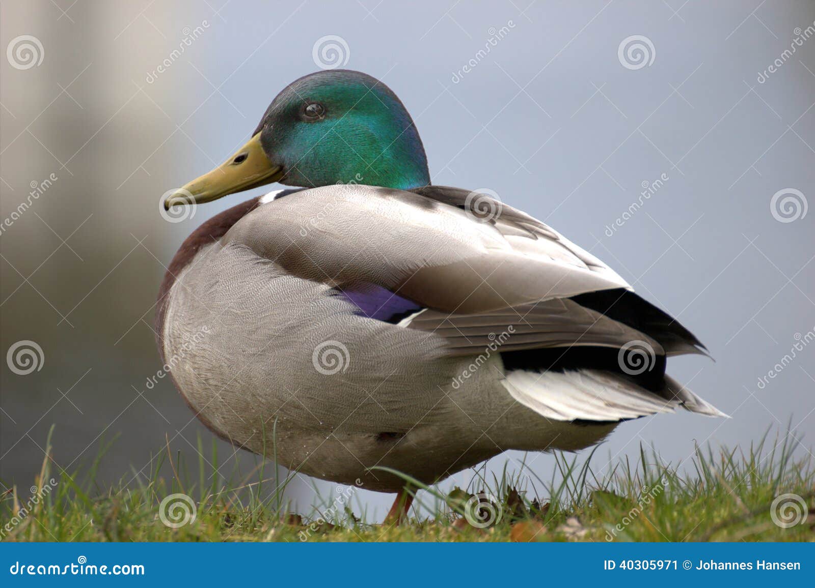 Male Mallard stock image. Image of europe, animal, greifswald - 40305971