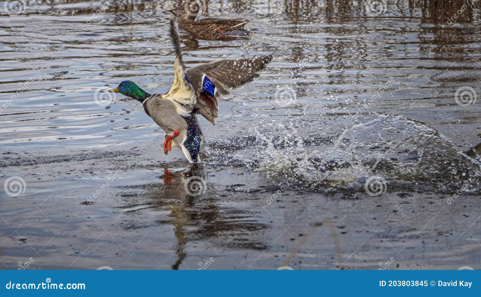 Mallard Take-Off stock image. Image of flight, taking - 203803845